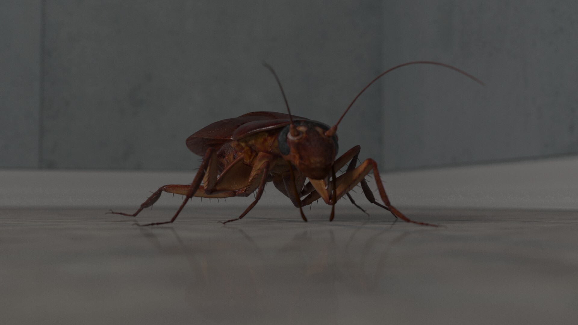 ArtStation - American Cockroach 3D Model