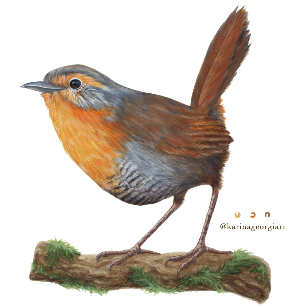 ArtStation - Watercolor Native Chilean birds portrait commissions