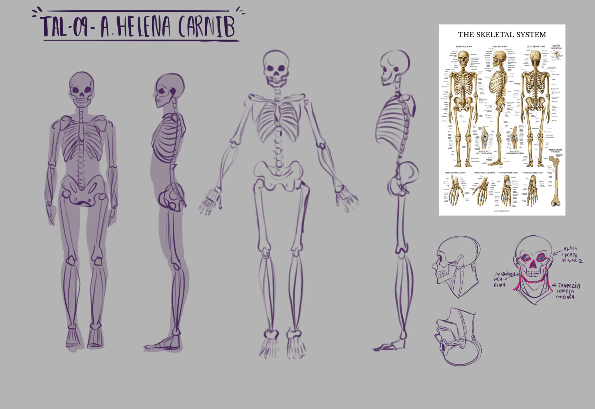 ArtStation - Skeleton and Skull Study