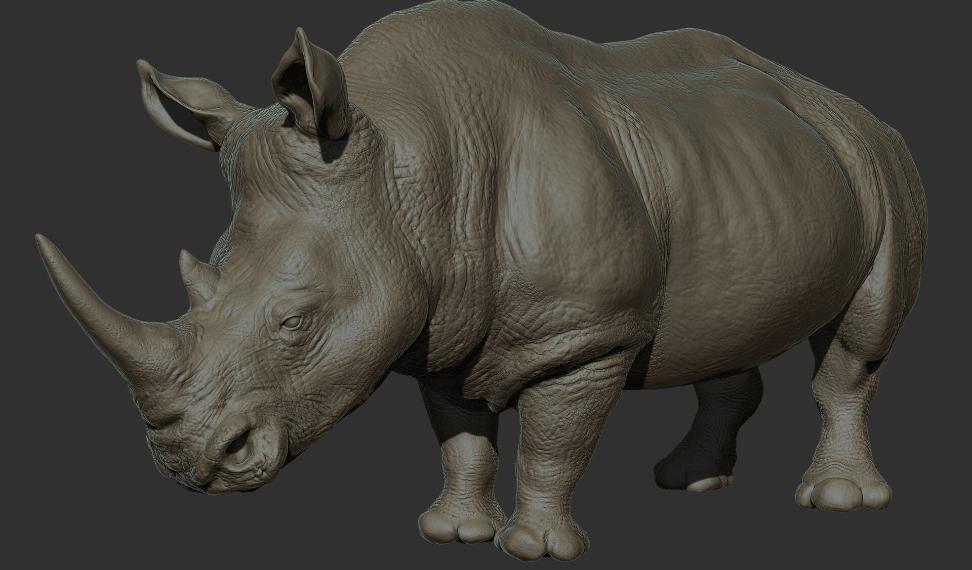 ArtStation - White Rhinoceros Study