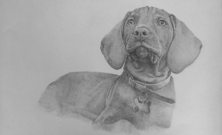 ArtStation - Graphite Drawings - Dogs