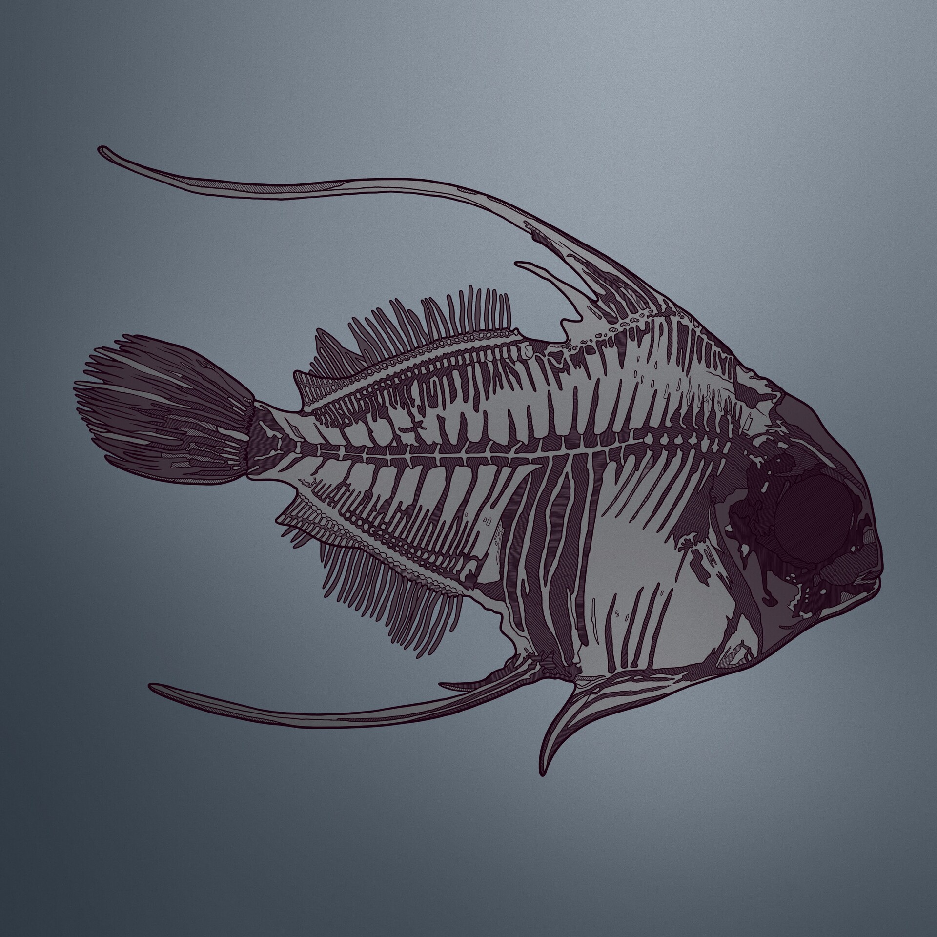 X Ray Fish Drawing