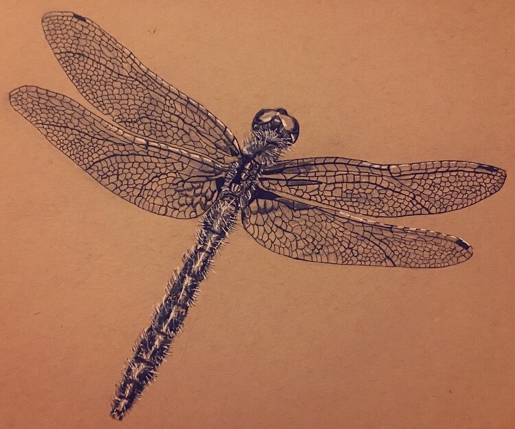 ArtStation - Dragonfly Study