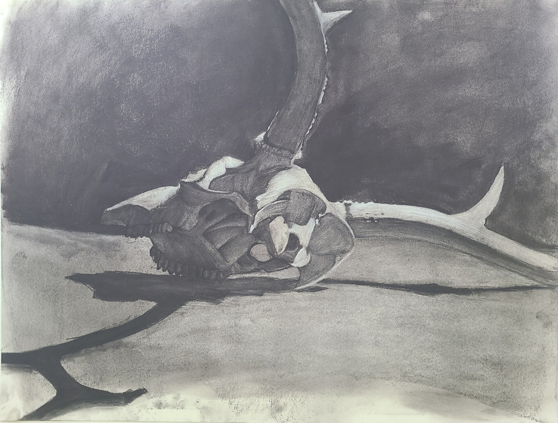 ArtStation - Deer Skull Still-Life
