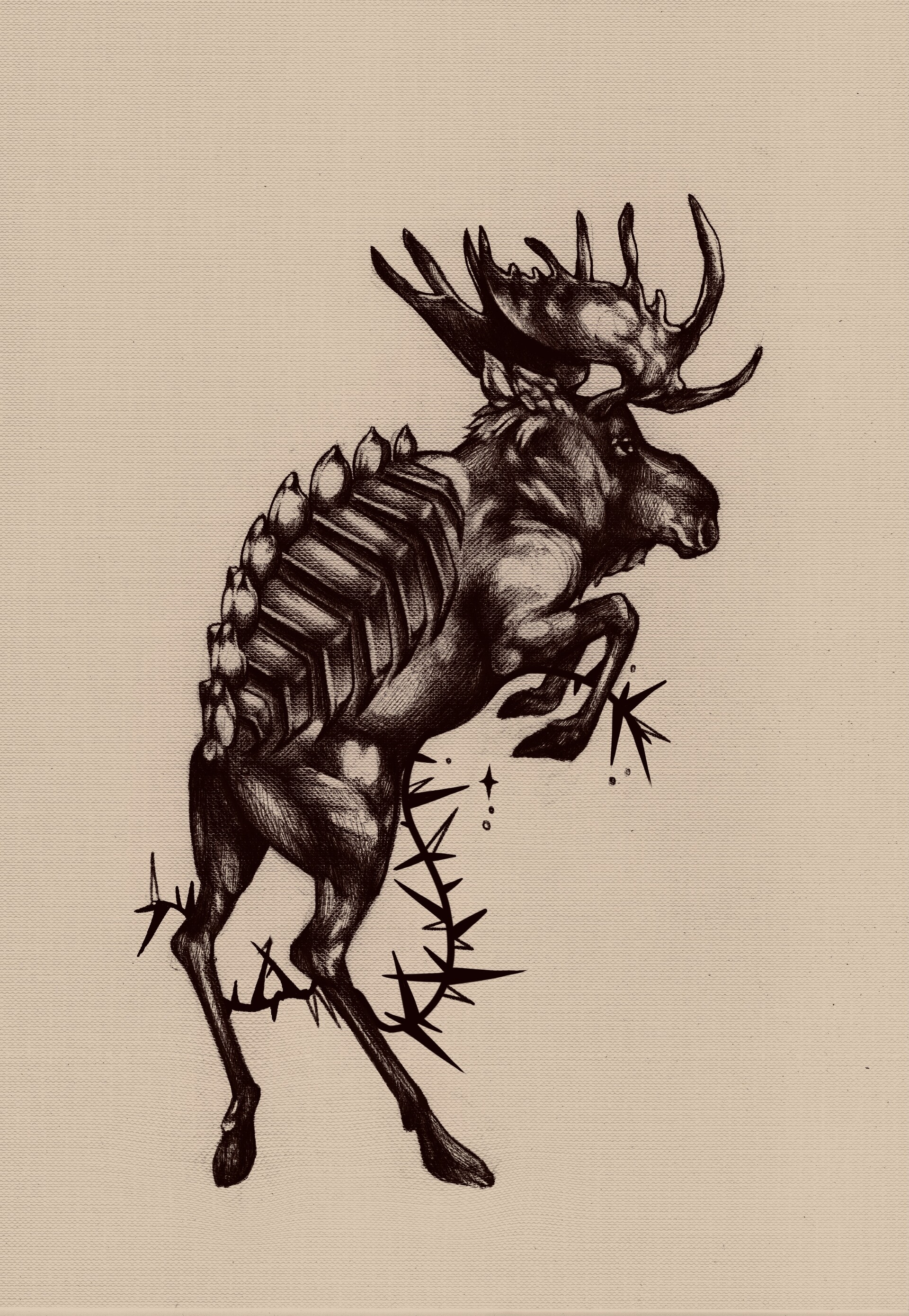 moose skeleton drawing