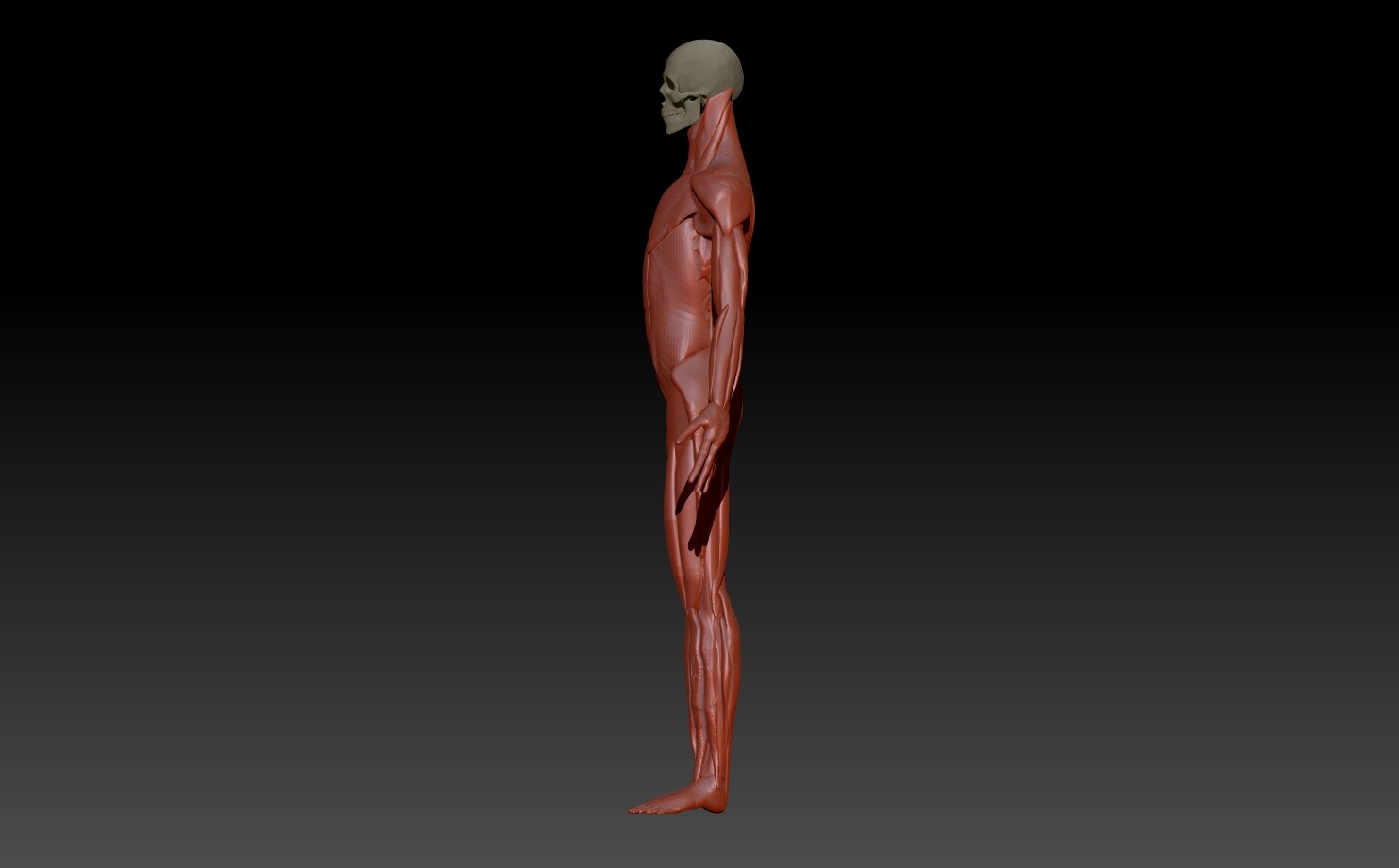 Cameron Rivard - Sculpting the Human Muscles