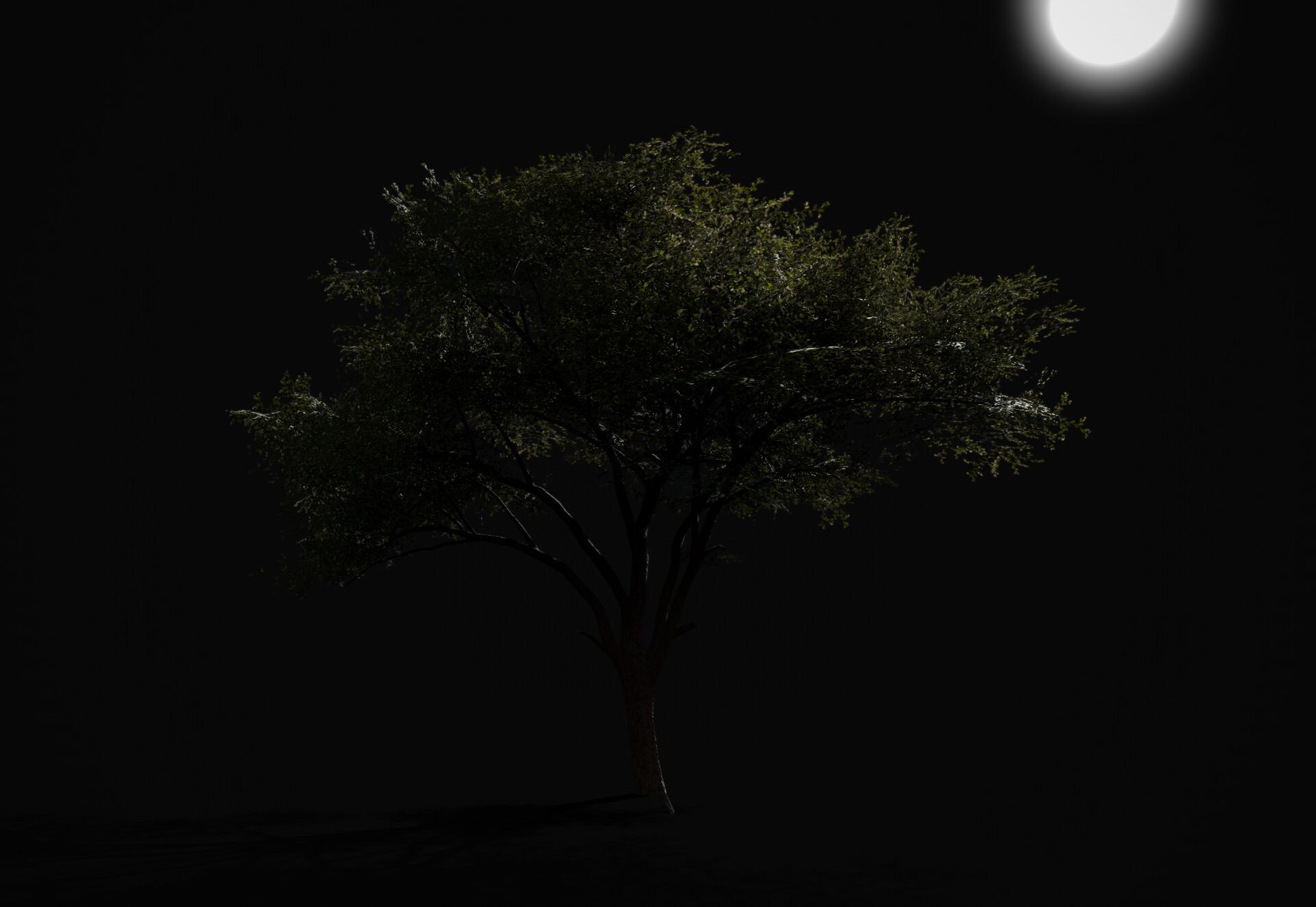 ArtStation - Indian_Desort_Jujube_Tree