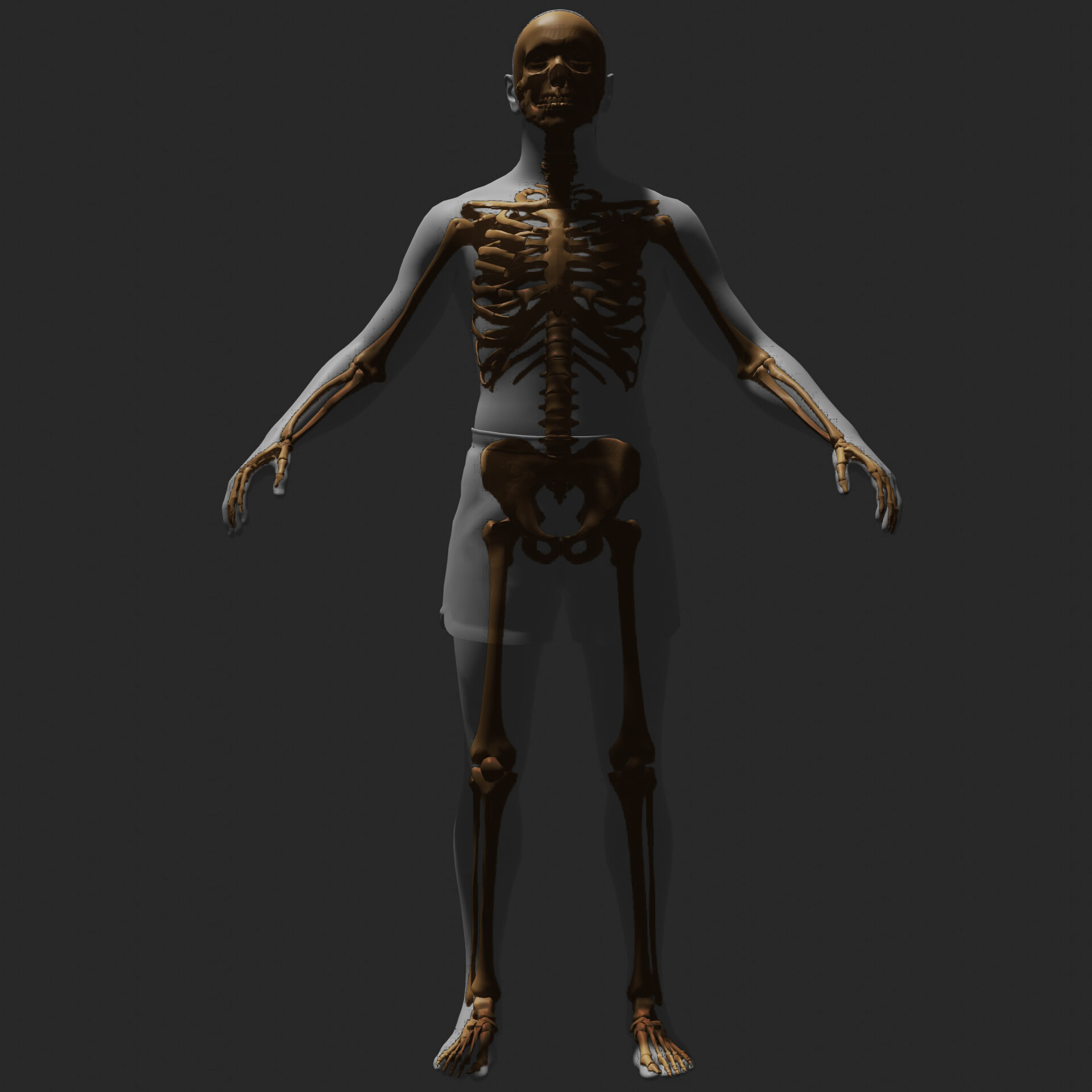 AAA Studios - Anatomy Study WIP Human Skeleton