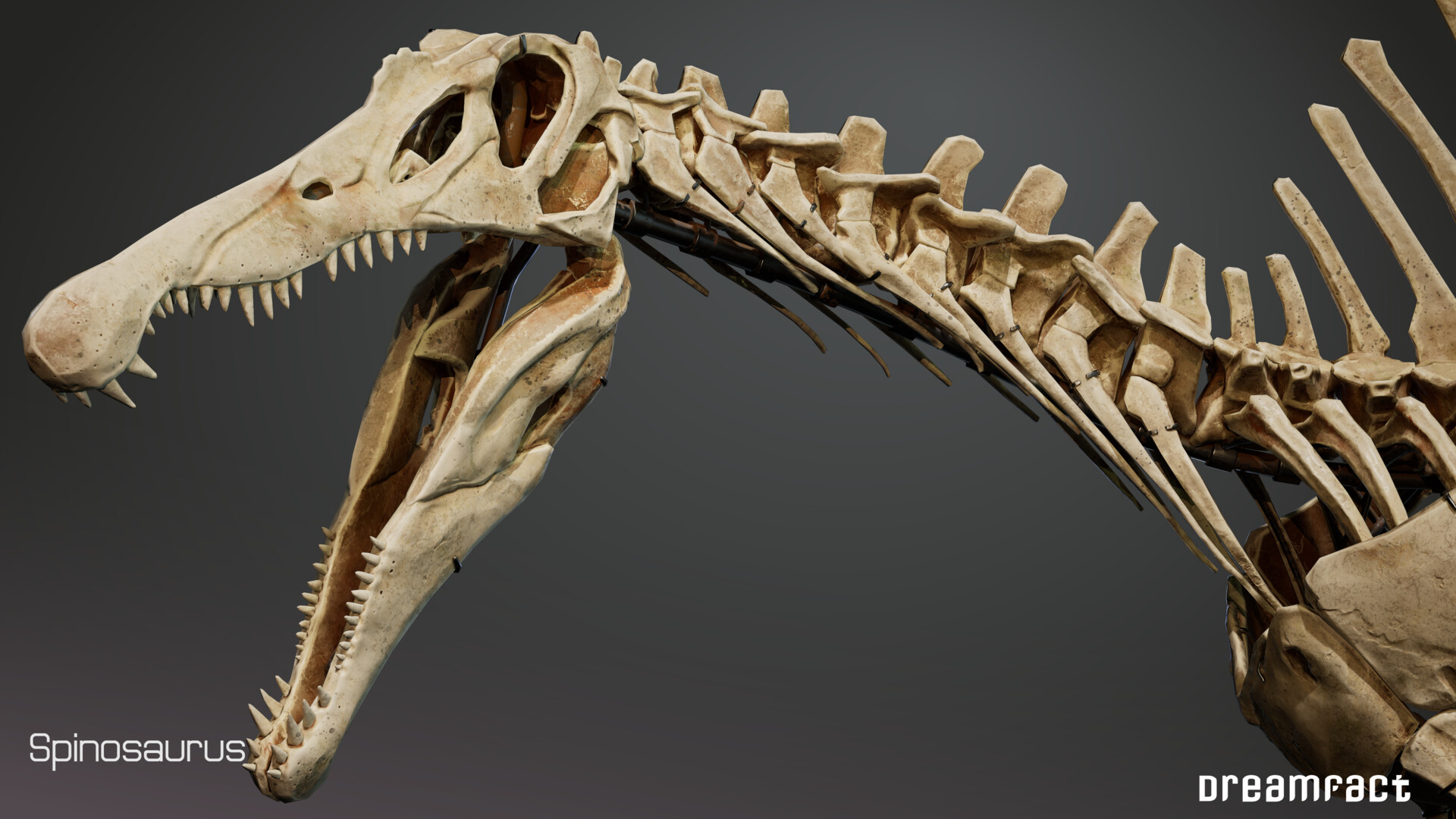 pentaceratops skeleton