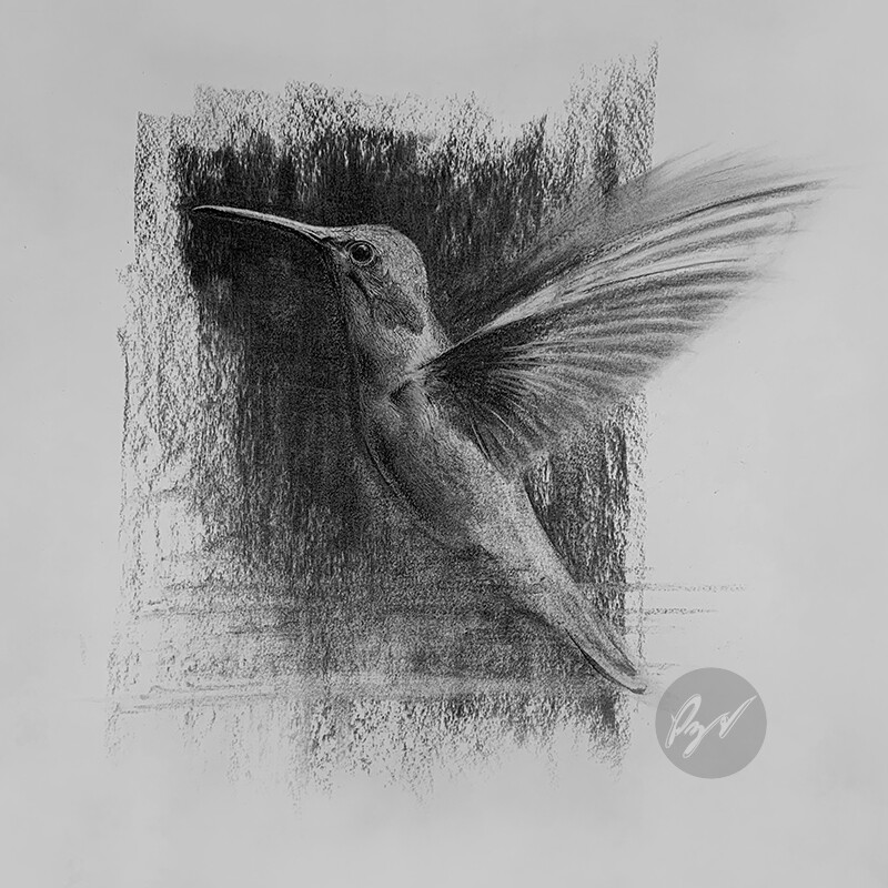 Pencil Sketches Of Hummingbirds