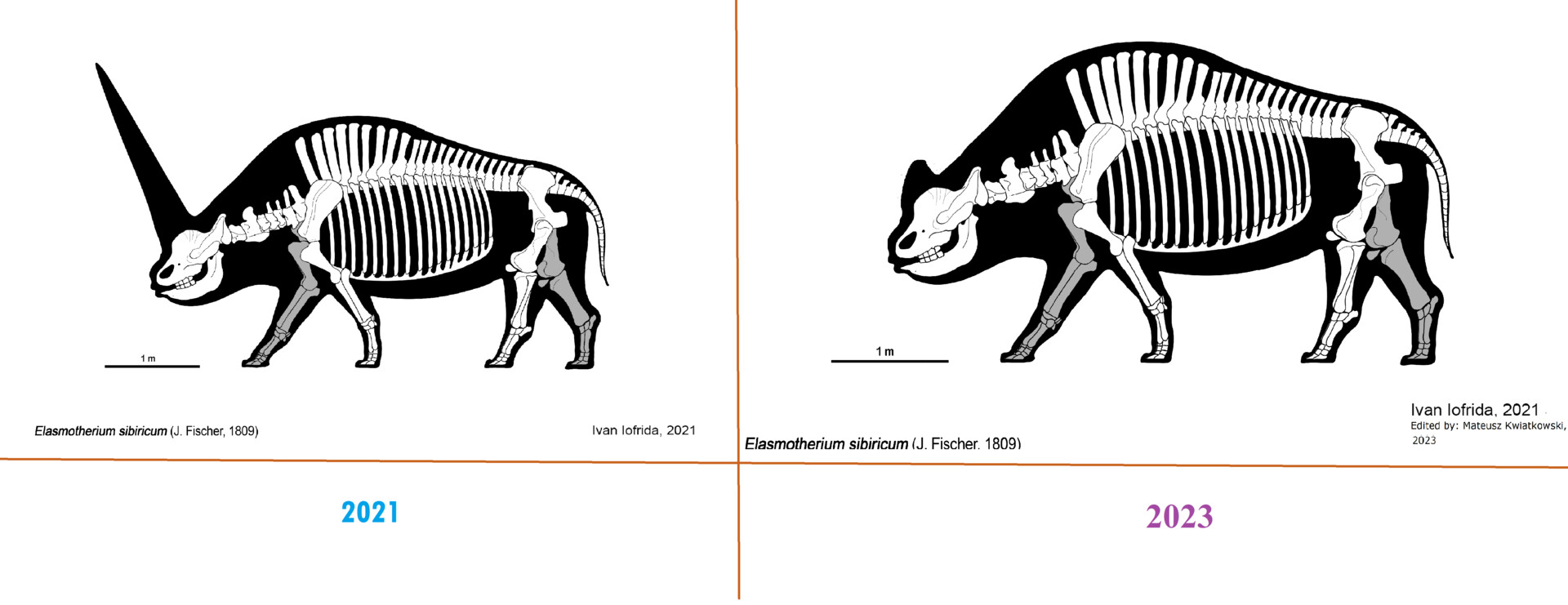 Elasmotherium Skeleton