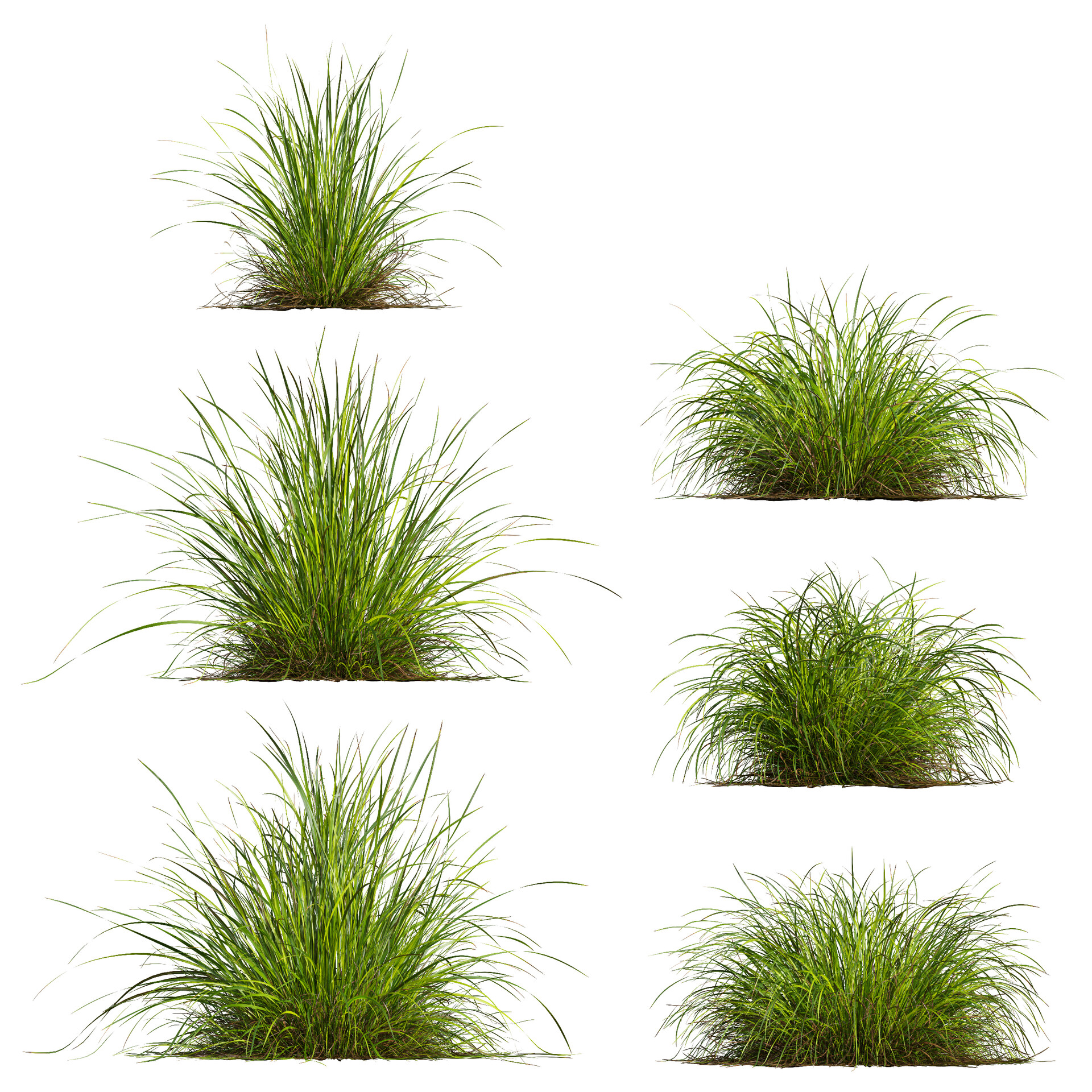 ArtStation - Carex Elata Aurea Grass