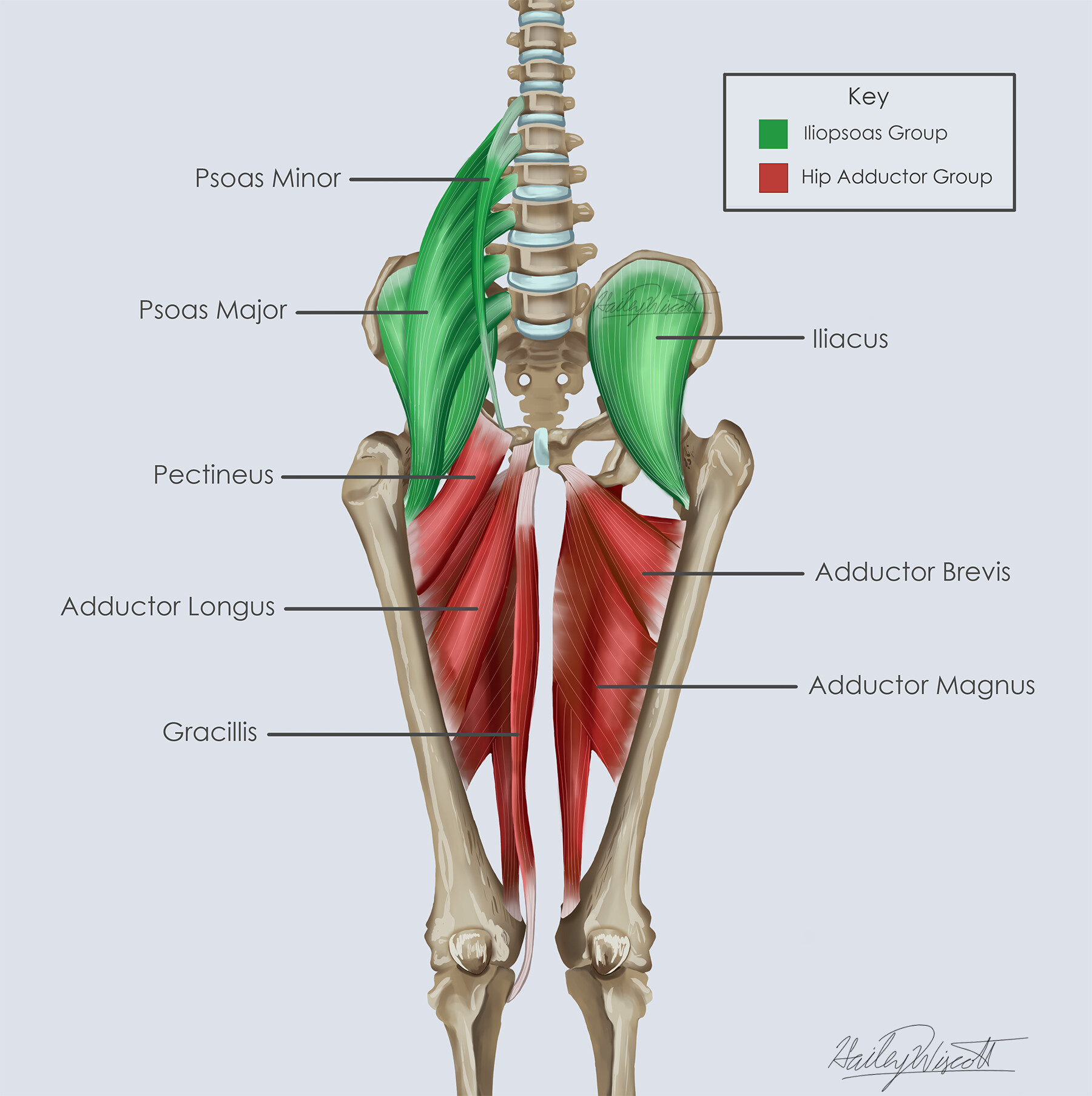 Artstation Muscles Of The Pelvis Iliopsoas And Hip Adductor Groups