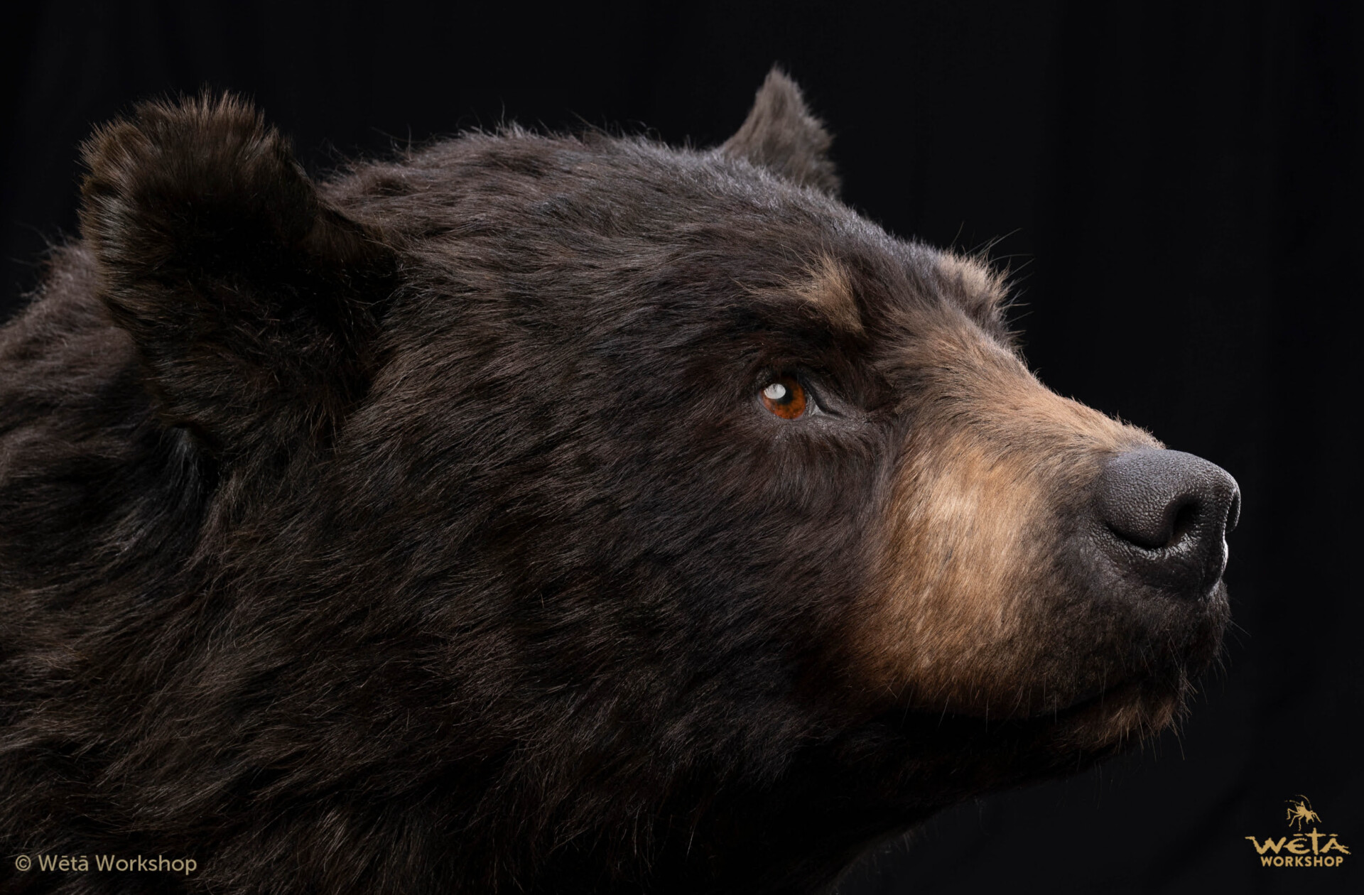 Fabio Paiva - Cocaine Bear