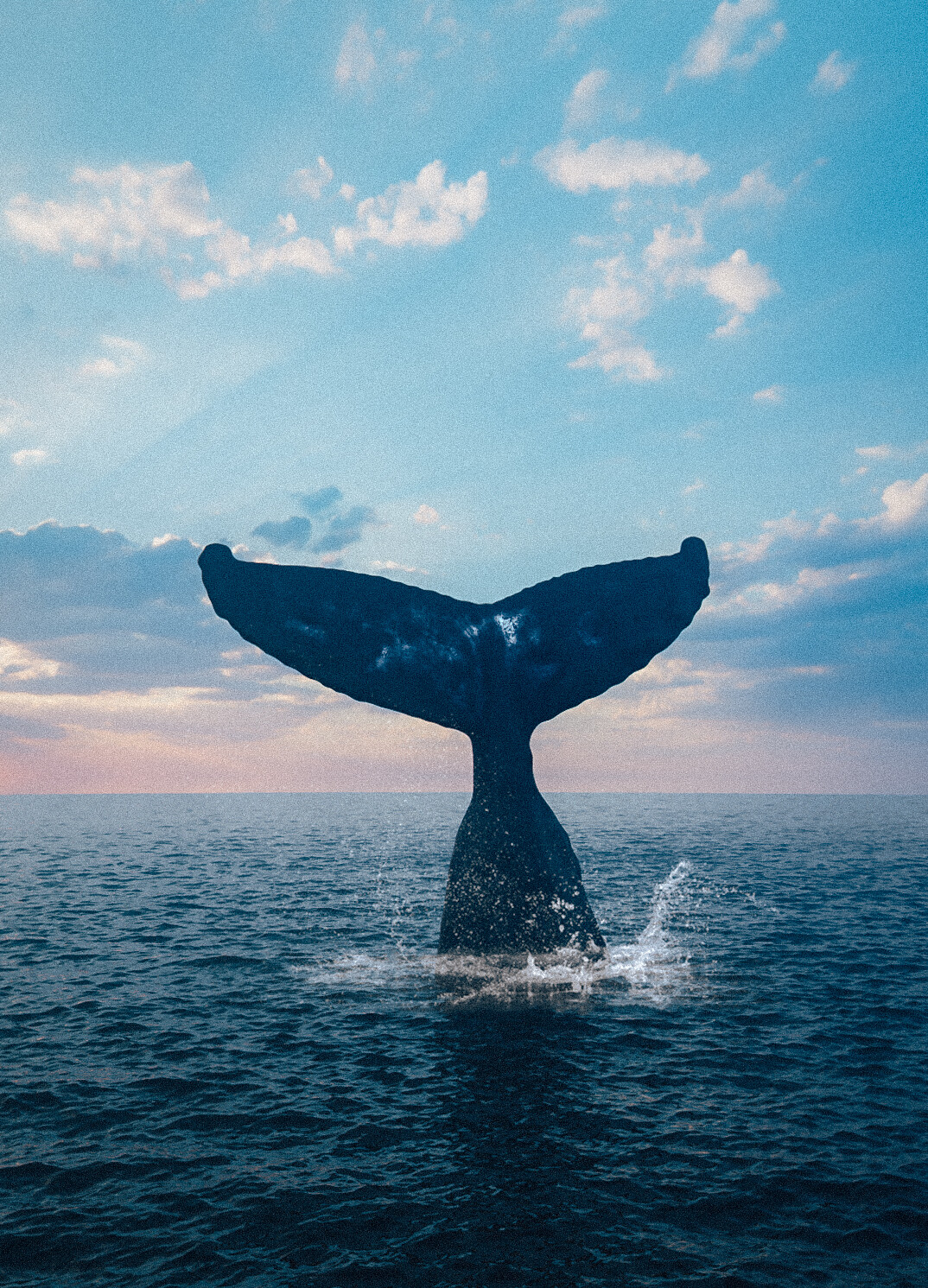 renderit.pro - Whale 3D Scene