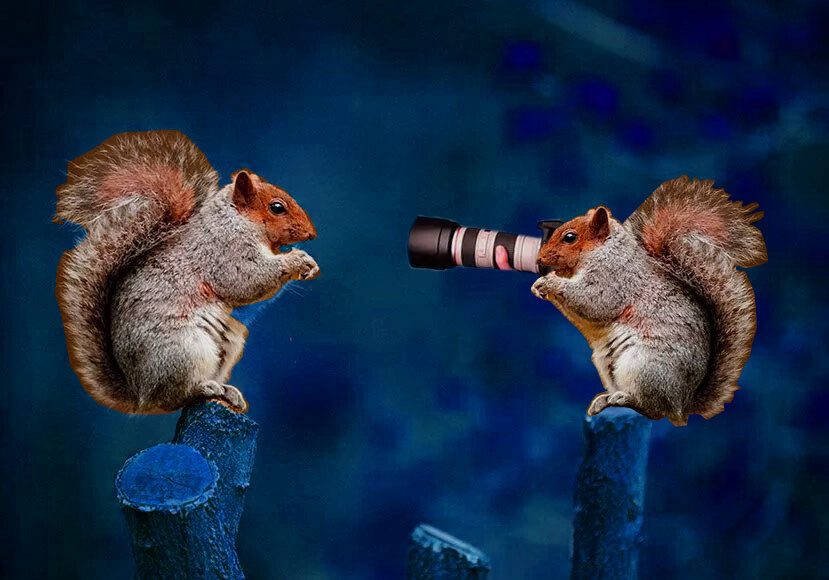 ArtStation - A squirrel Capturing another squirrel