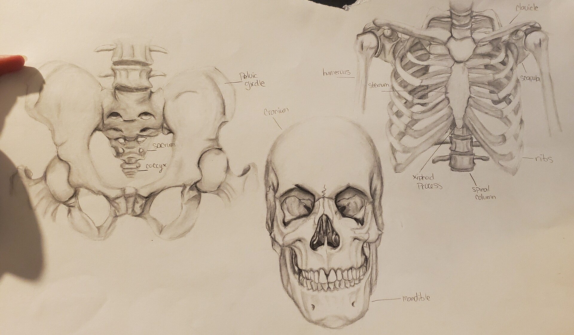 Human Skeleton Drawing Reference