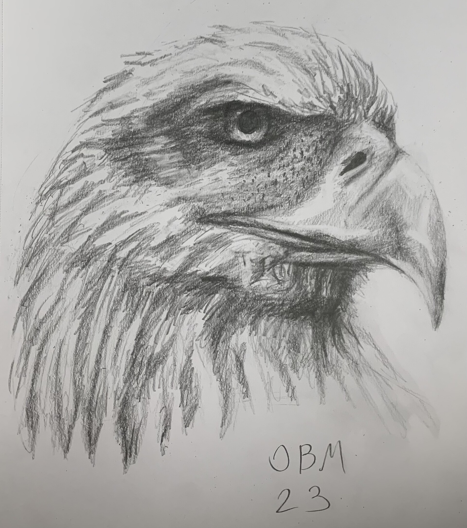 ArtStation - Eagle Drawing