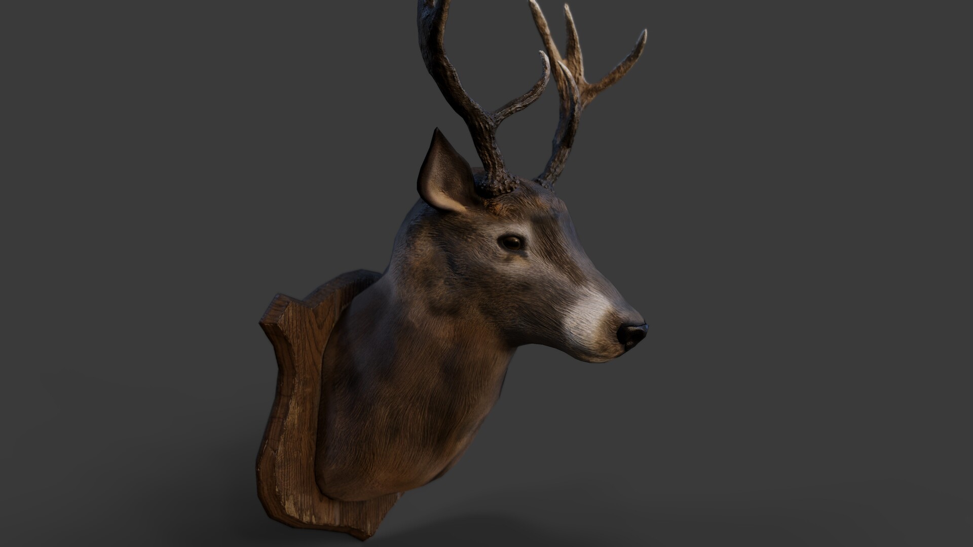 ArtStation - Taxidermy deer head