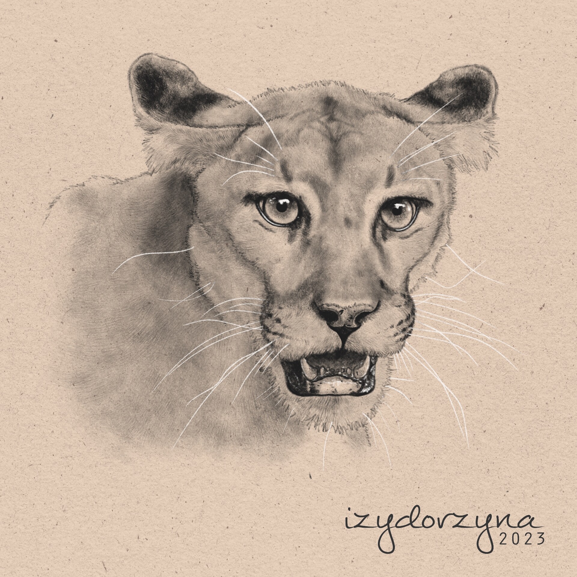 how to draw mountain lion face