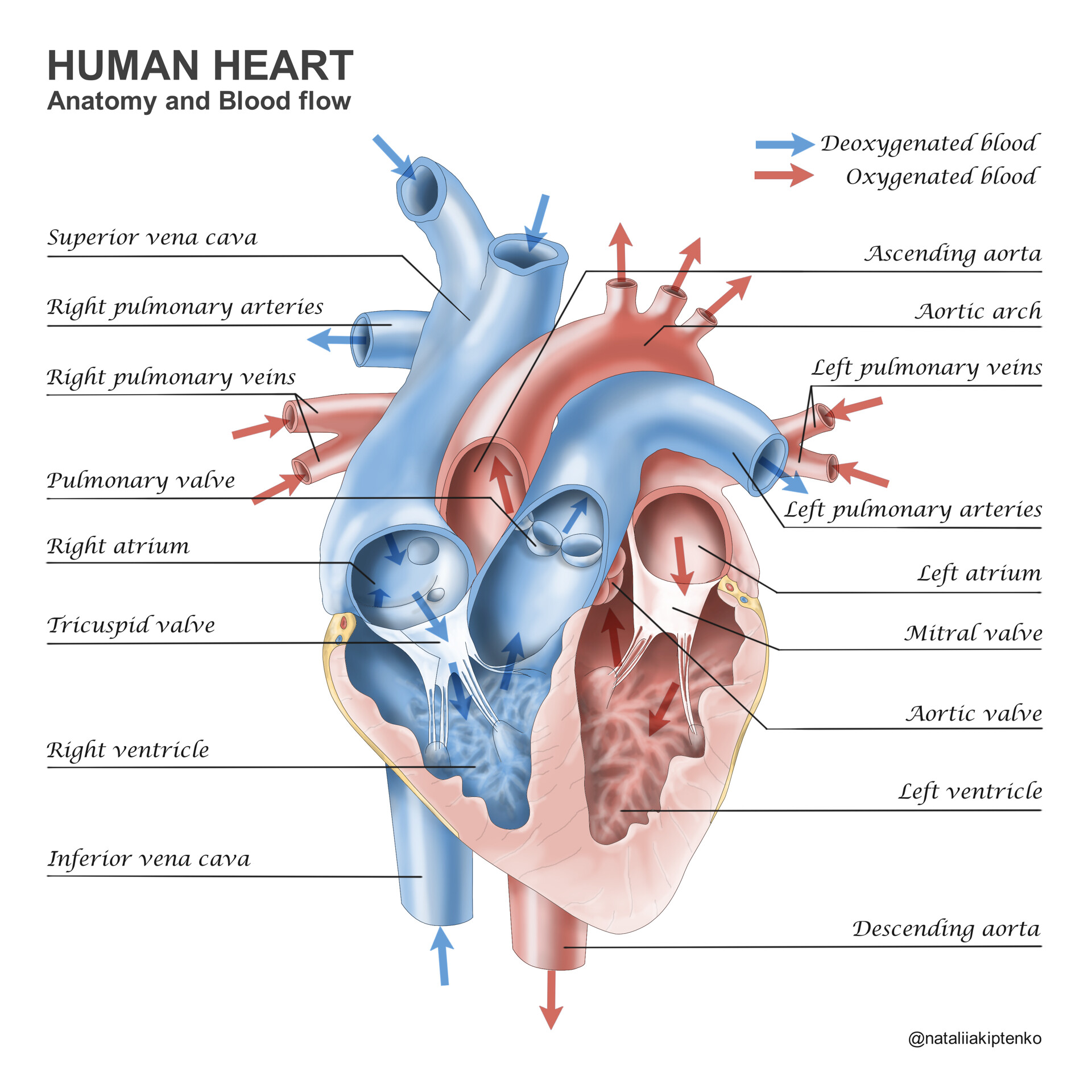 ArtStation - Human Heart Anatomy and Blood Flow