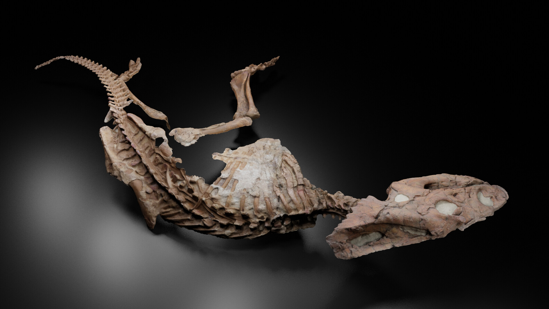 Mikayla Pekse - 3D Chasmosaurus (aka Baby)