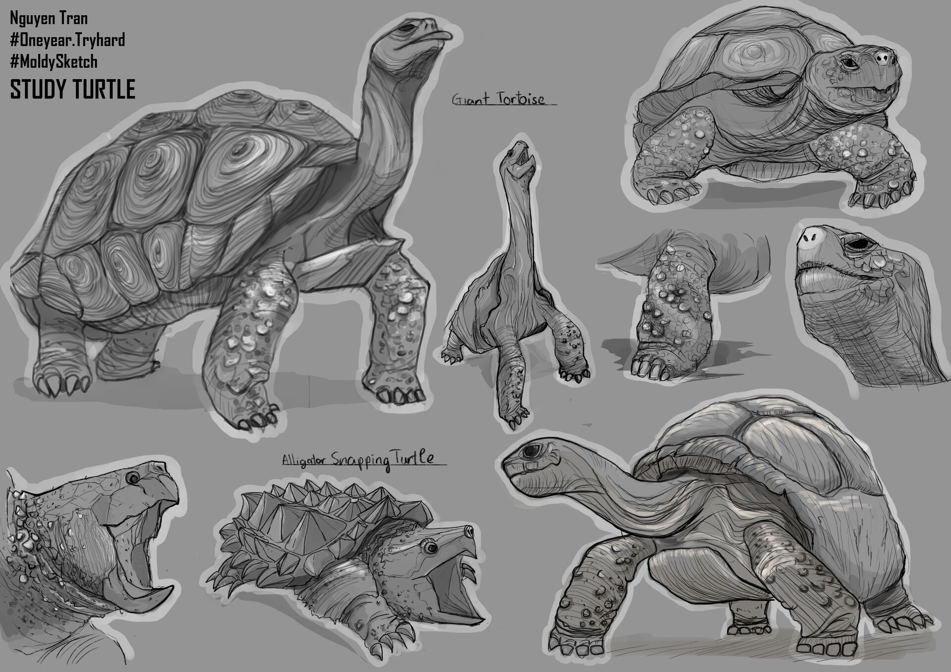 ArtStation - Turtle