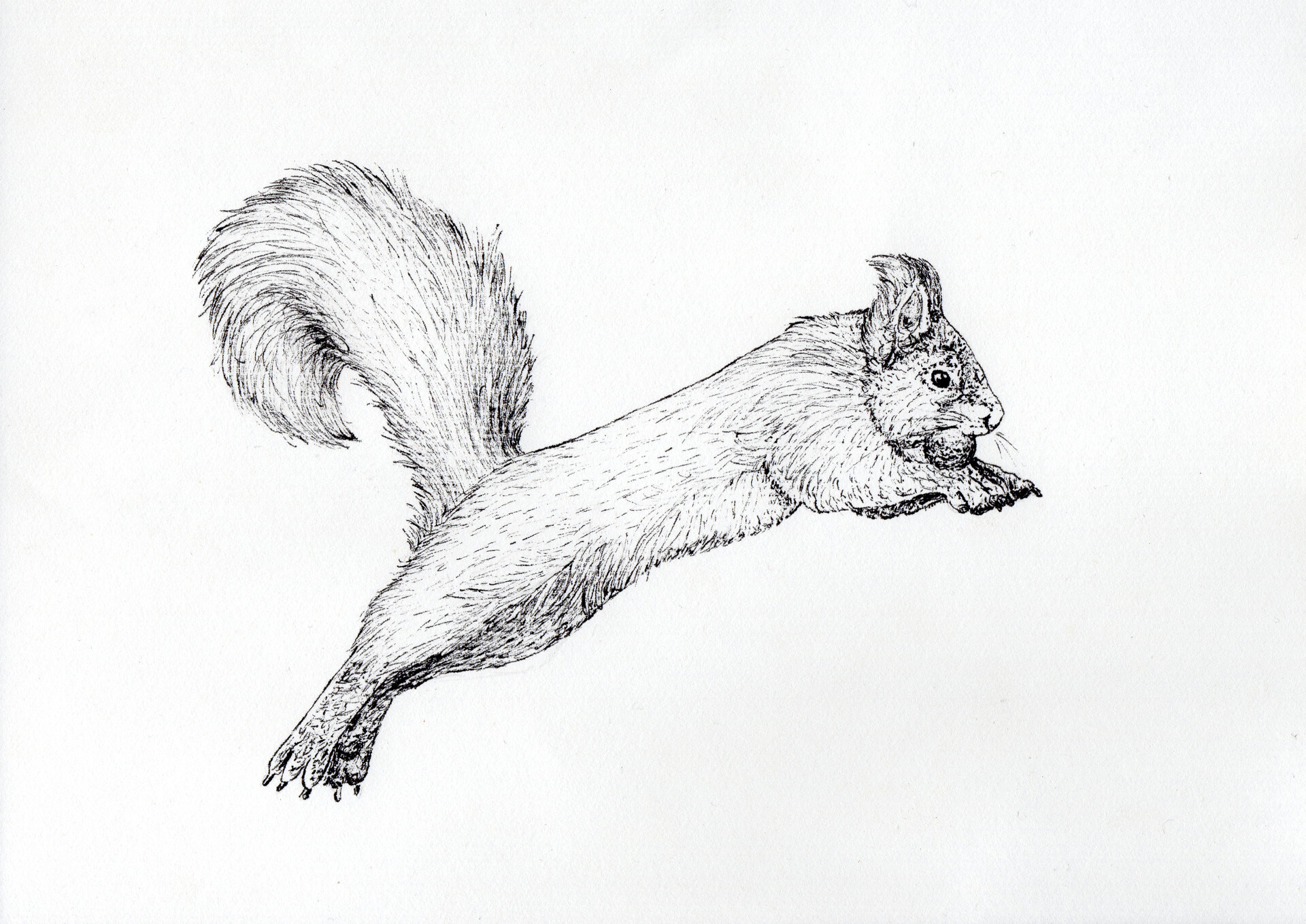 ArtStation - Chasing Squirrel