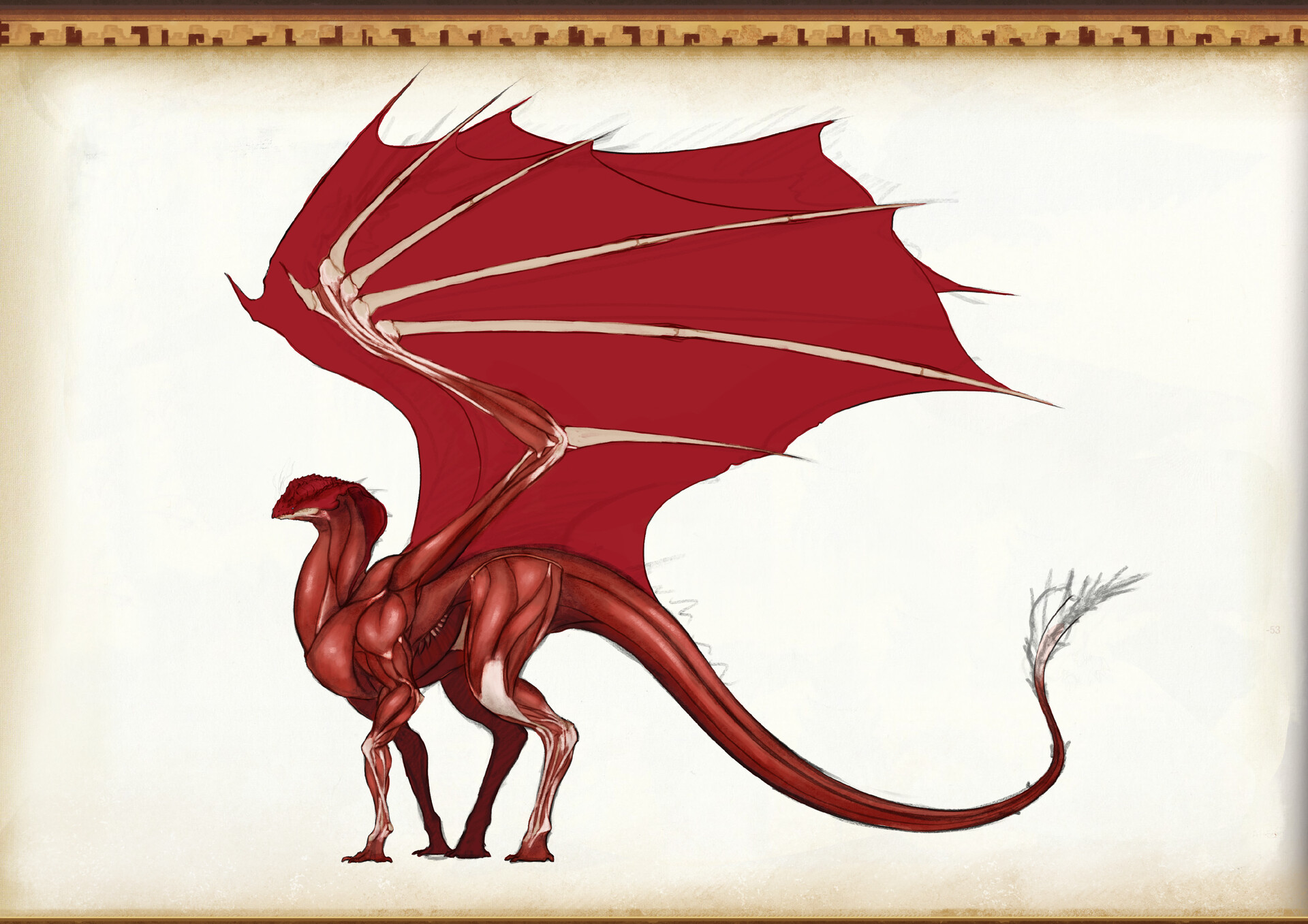 dragon anatomy reference