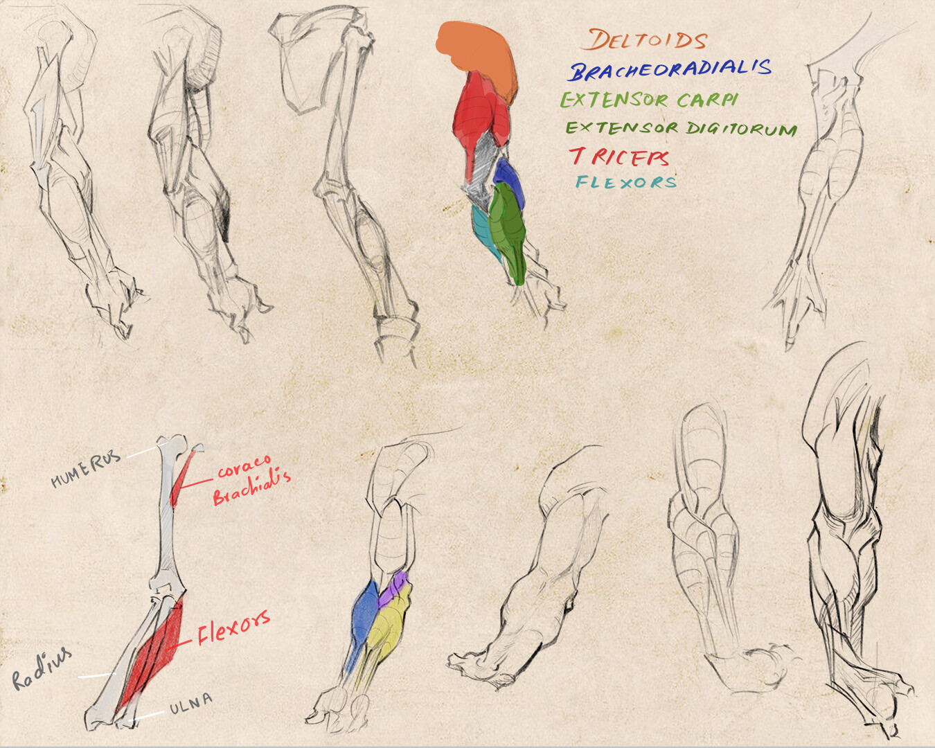 ArtStation - Bridgeman Studies