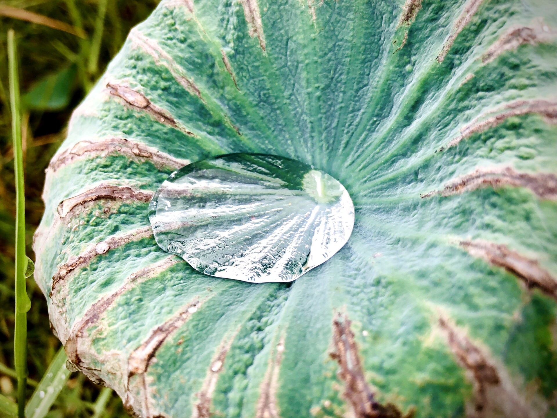 ArtStation - Water drop on the Lotus leaf