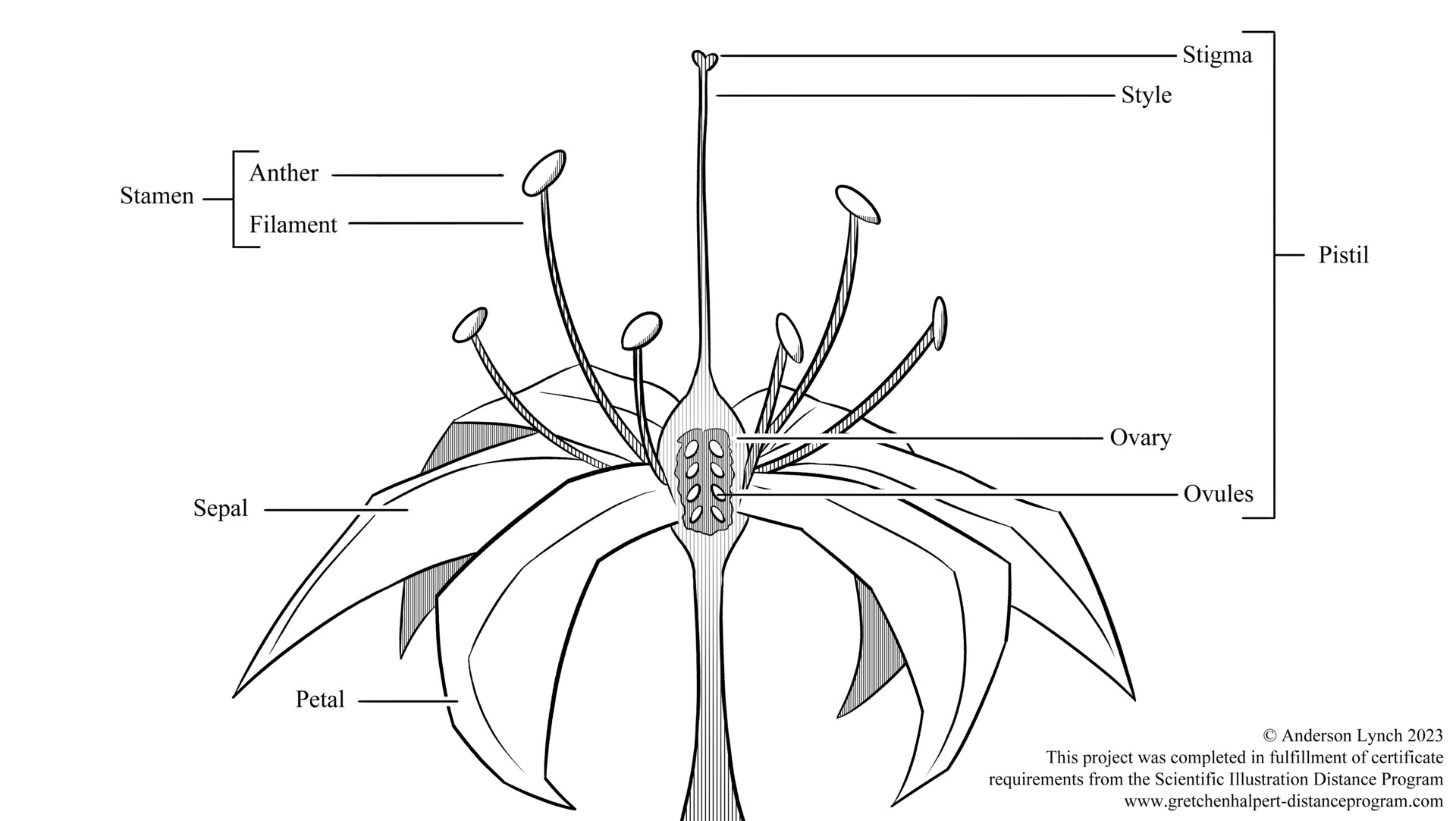 What Is The Reproductive Organ Of A Flower at Molly Cruz blog