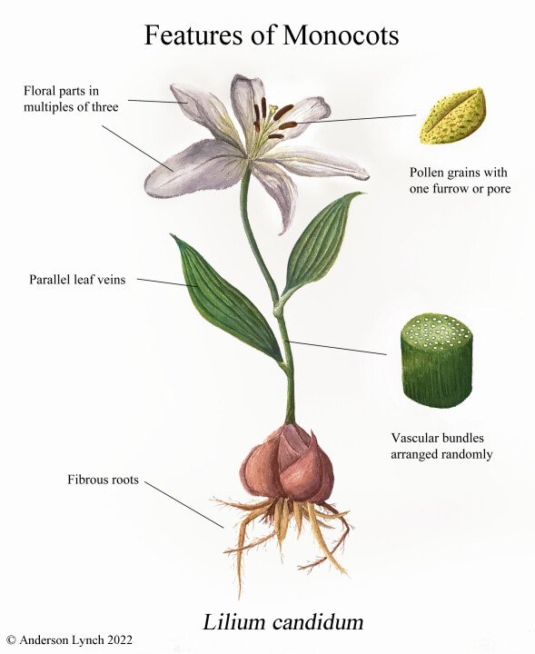 Andy Lynch - Features of Monocots