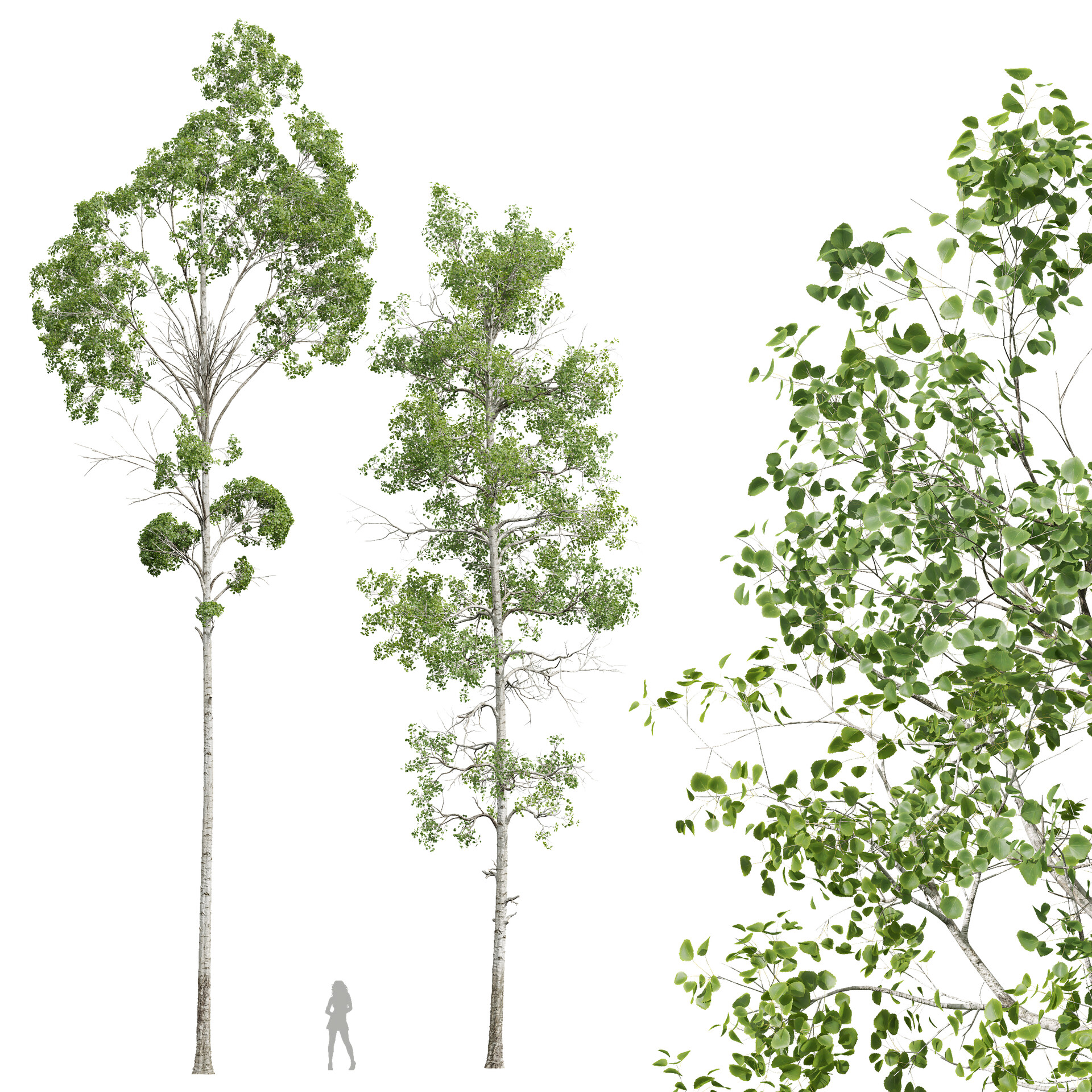 ArtStation - New Plant High detail Populus Tremuloides 2trees