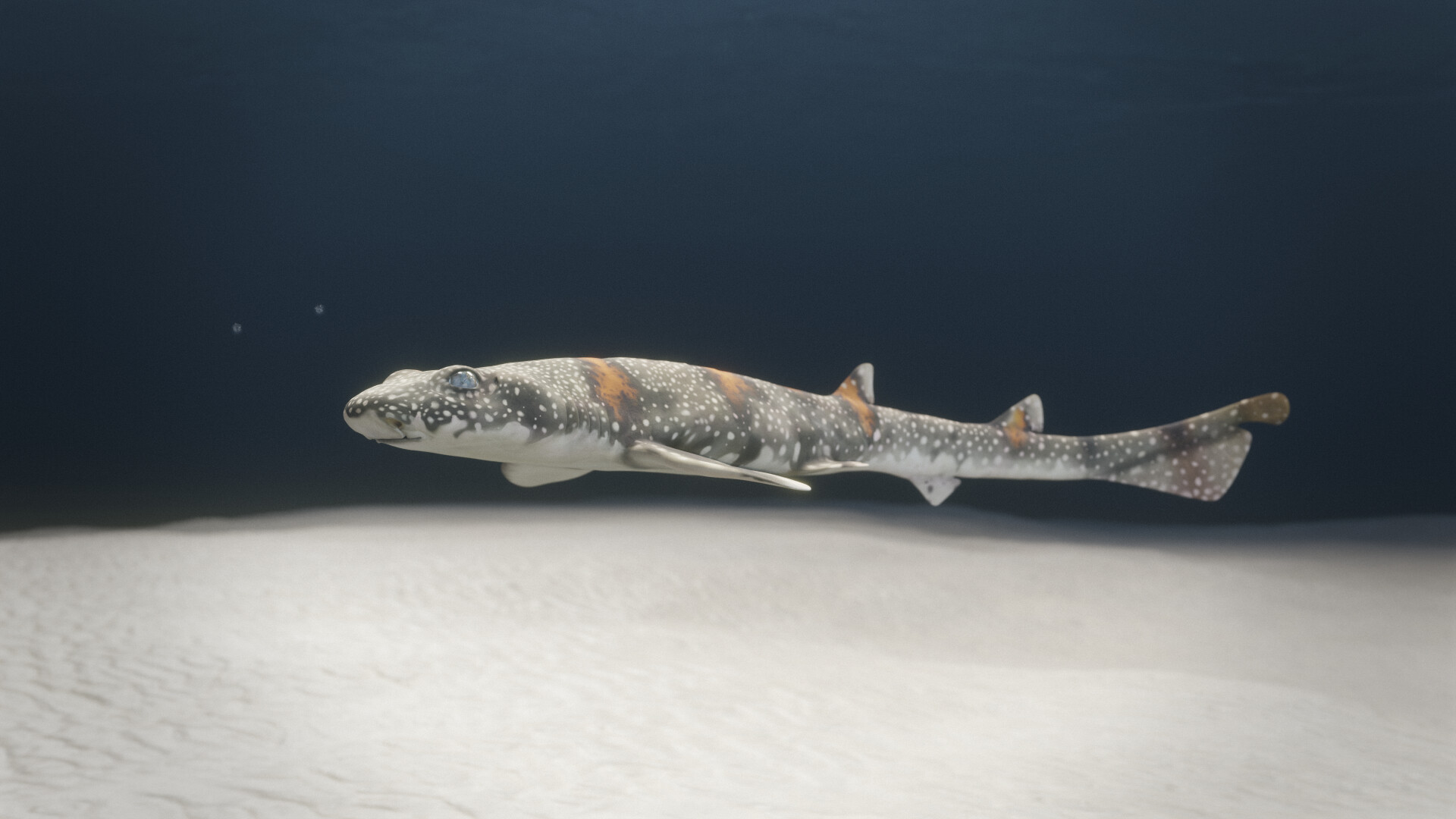 Johnson Martin - The World of Sharks