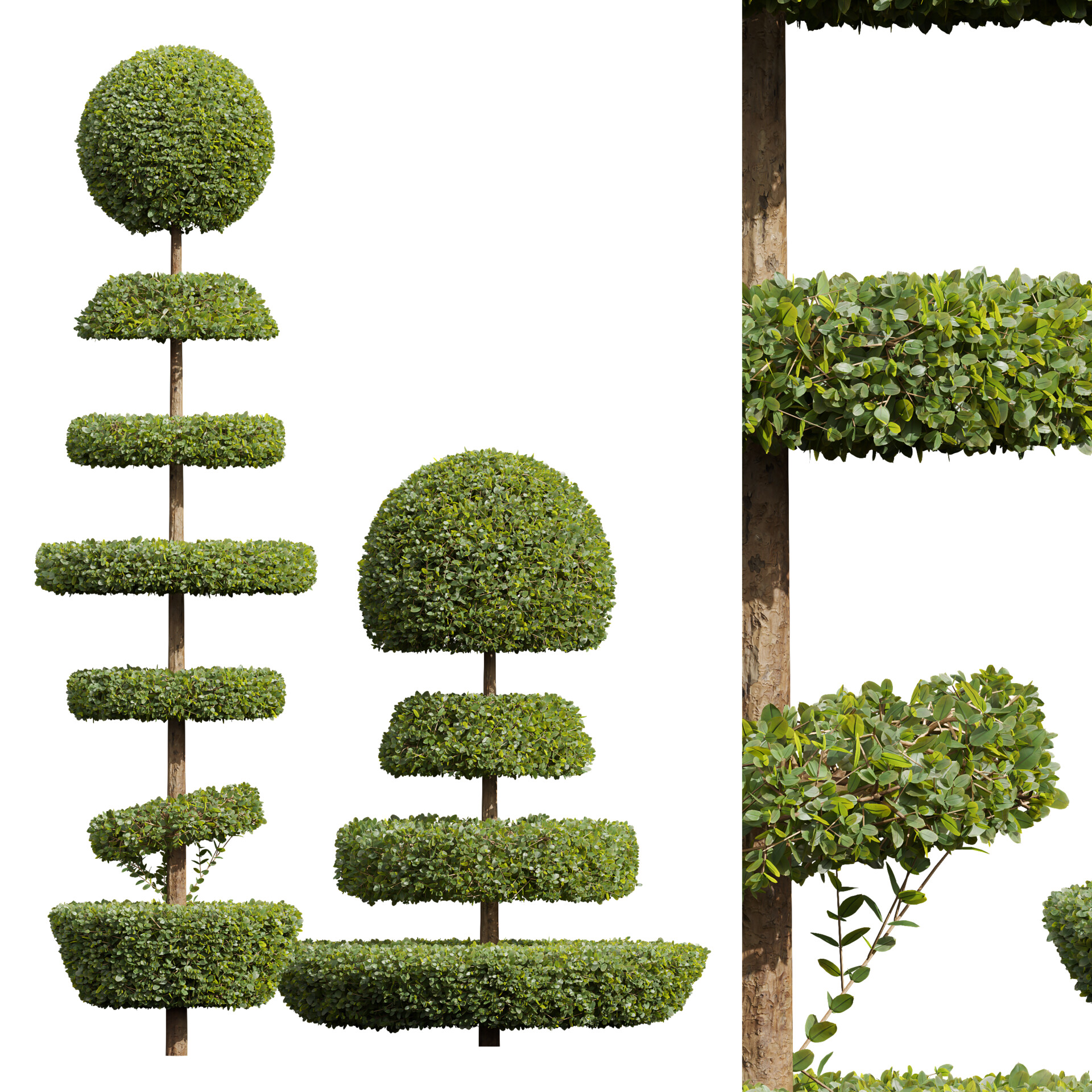 ArtStation - New Plant Ficus Concinna Bonsai Pruned13