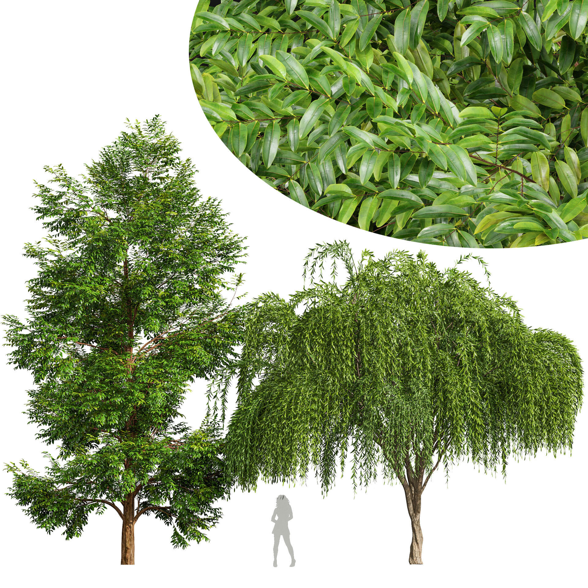 ArtStation - Weeping willow and Black locust