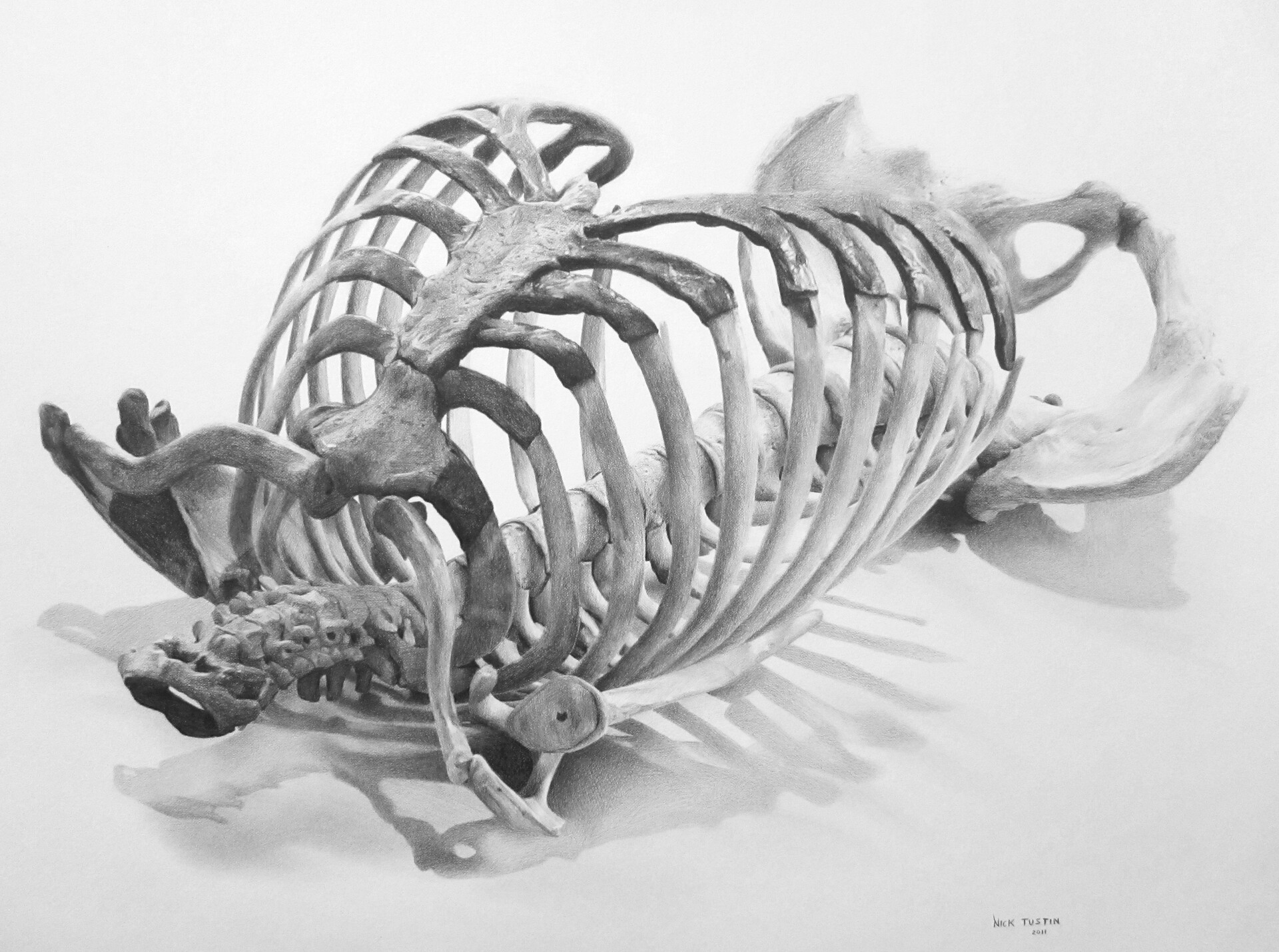 ArtStation - Skeleton Torso in Pencil