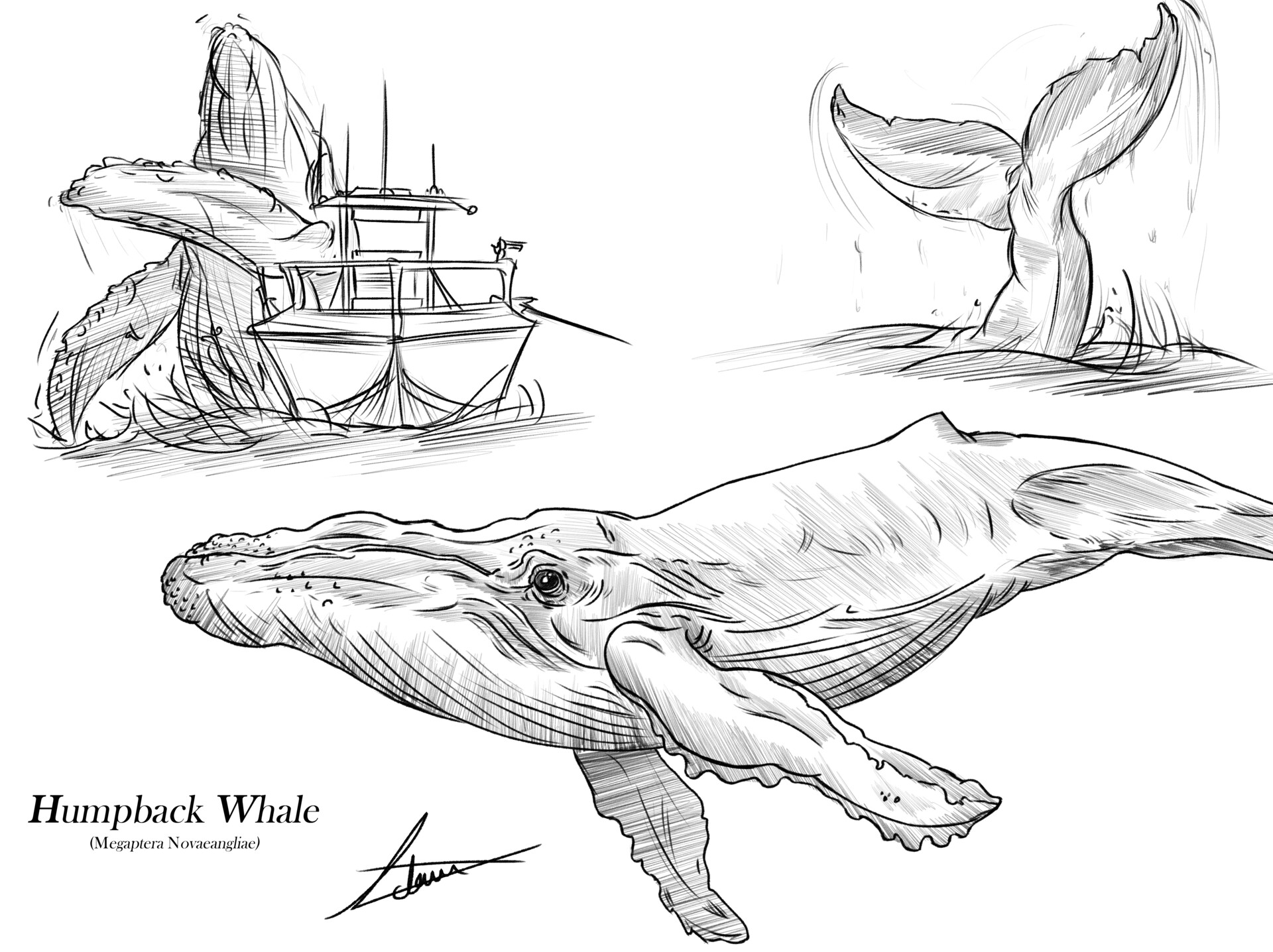 humpback whale coloring picture