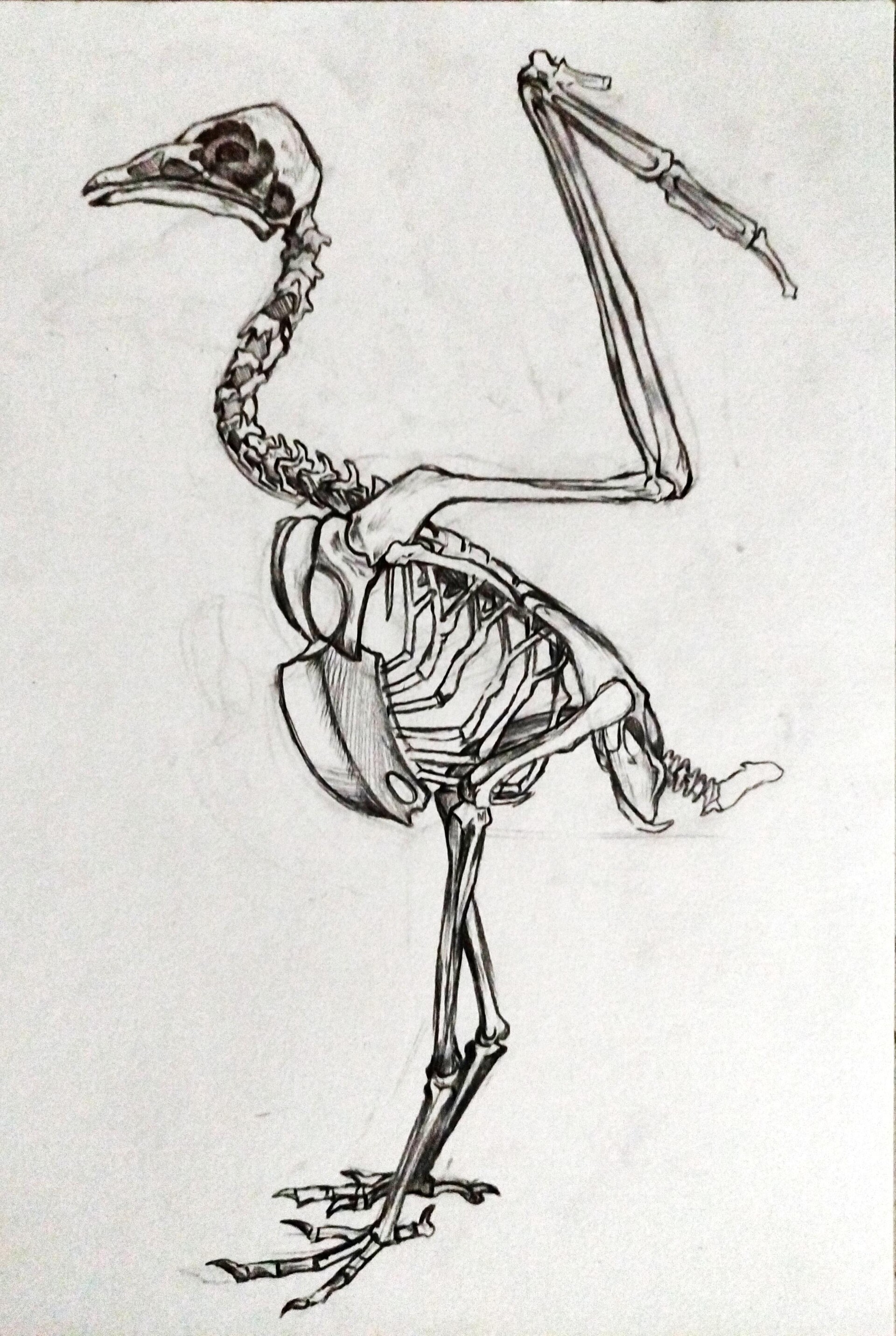 ArtStation - Creative Animal + Animal Anatomy