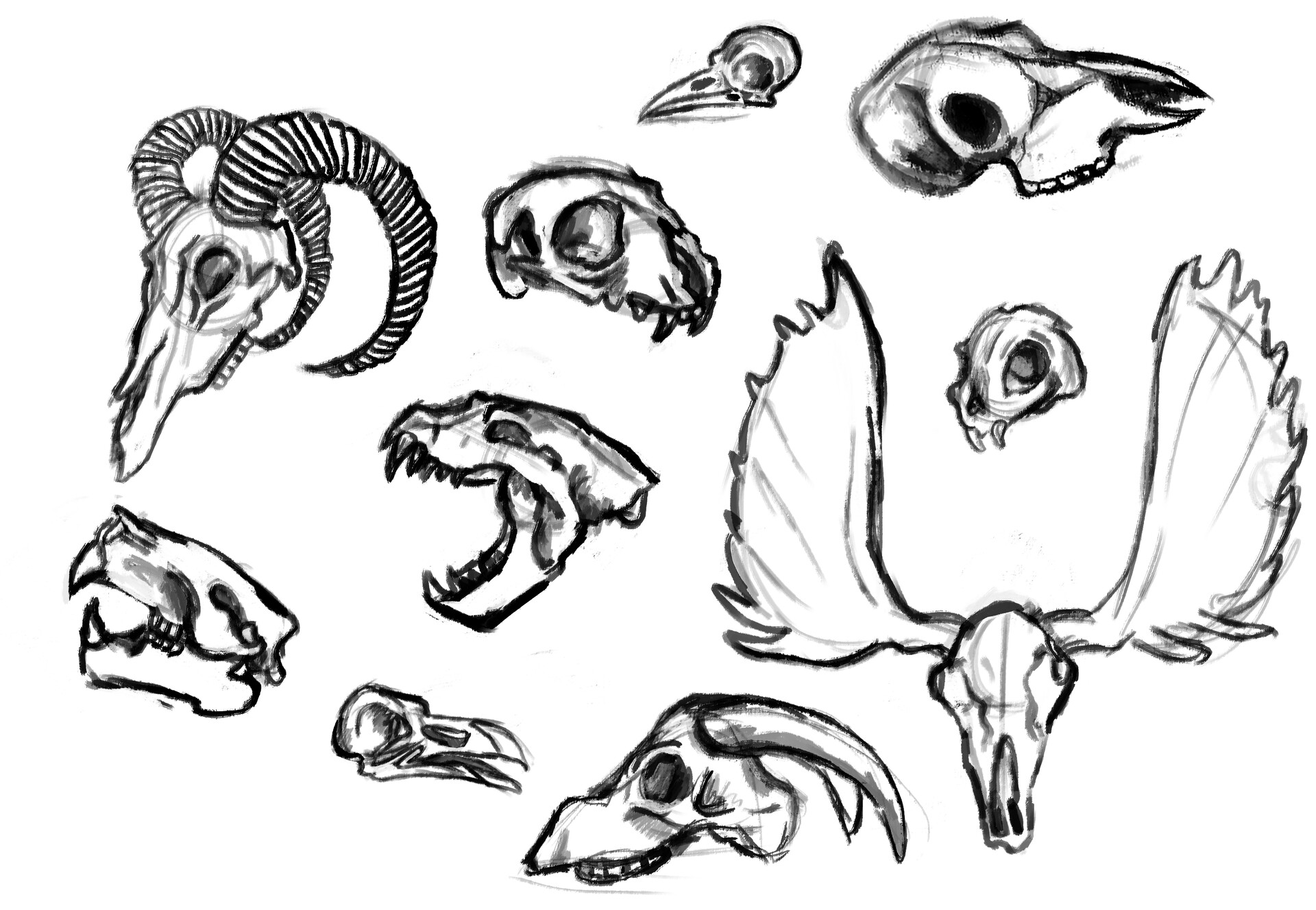 ArtStation - Animal Skull Study