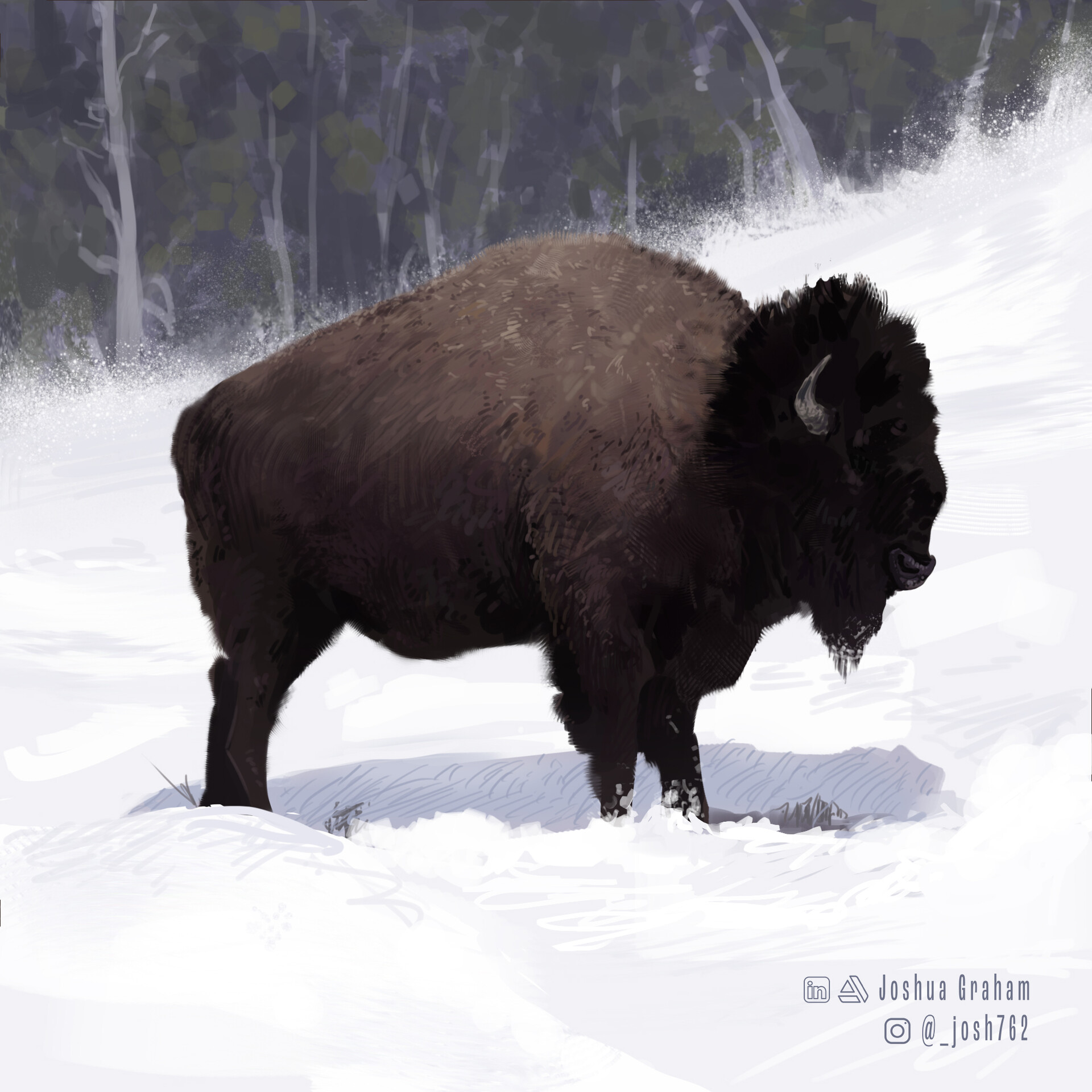 ArtStation - Bison (Colour and Texture Study)