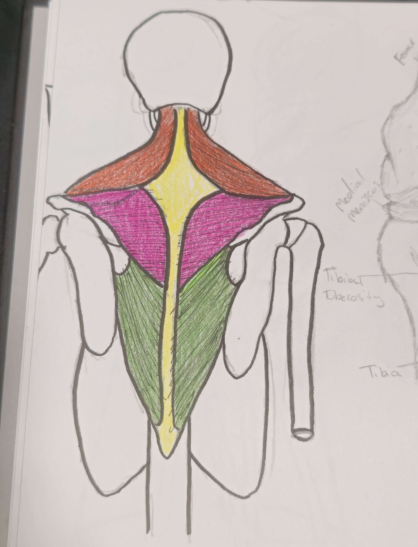 ArtStation - Sketched Trapezius Fiber Direction
