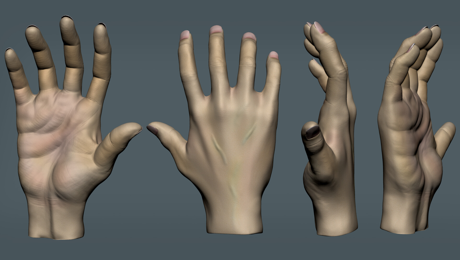 ArtStation - Hand Anatomy Study