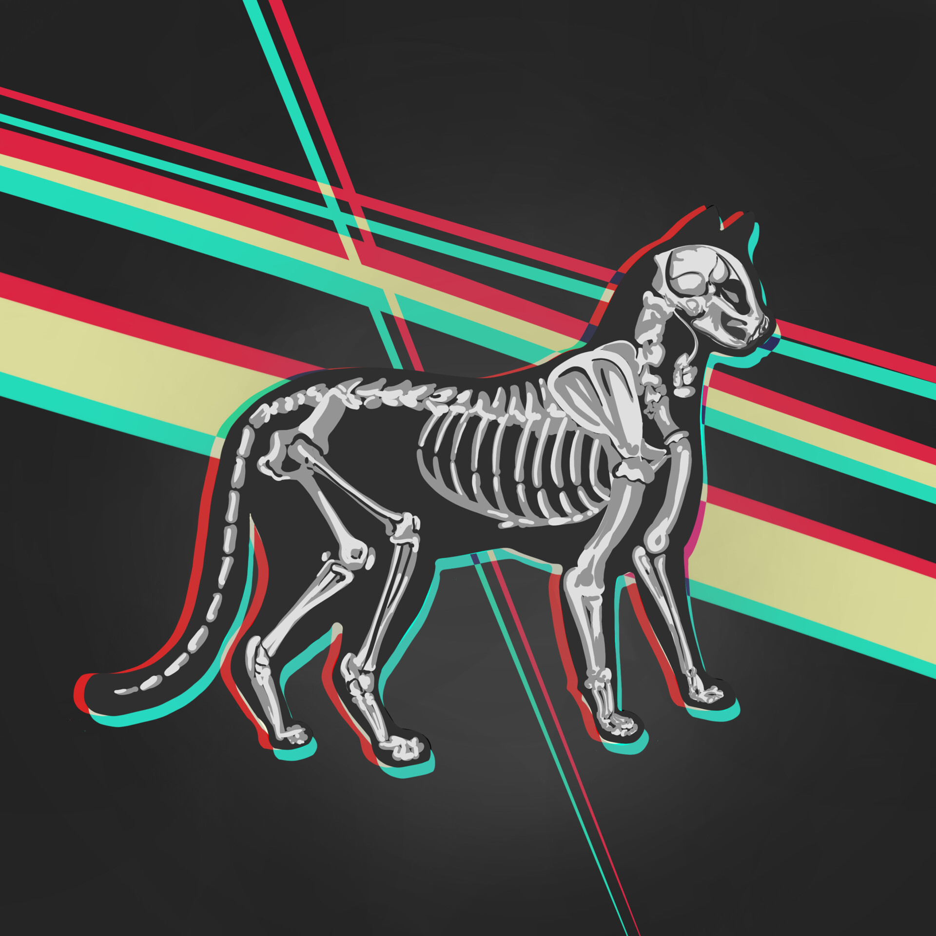 ArtStation - Anatomy Study: Cat Skeleton