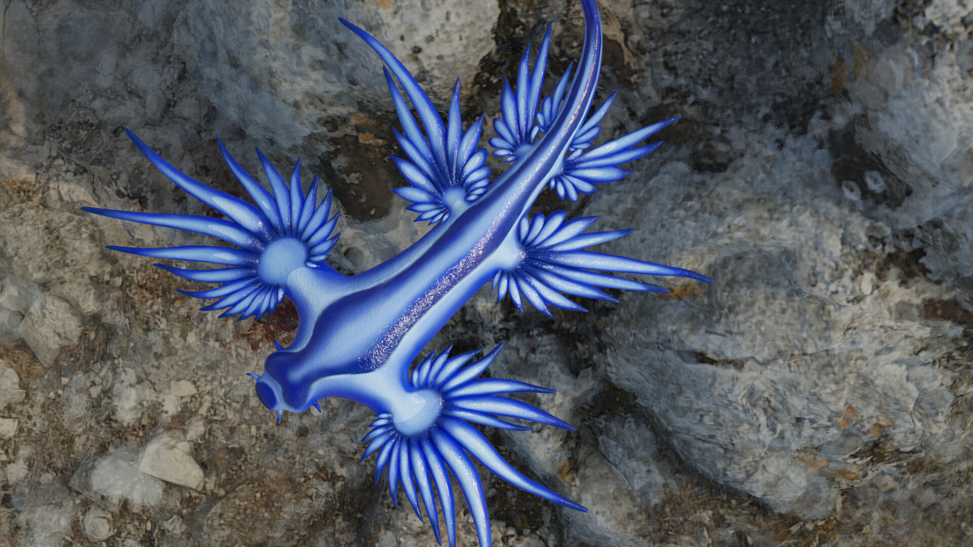 Glaucus Atlanticus Wallpaper