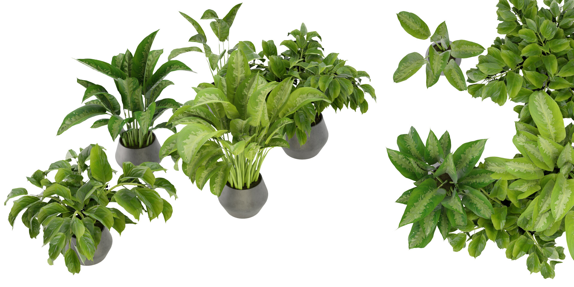 ArtStation - Collection Plant Vol 290 - Blender Model