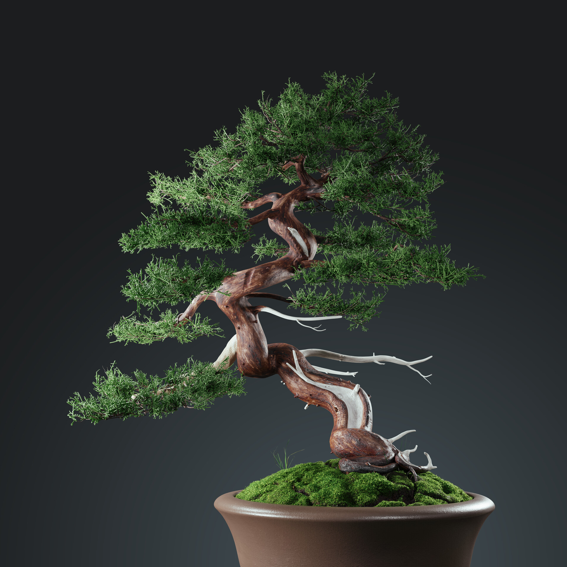 ArtStation - Bonsai