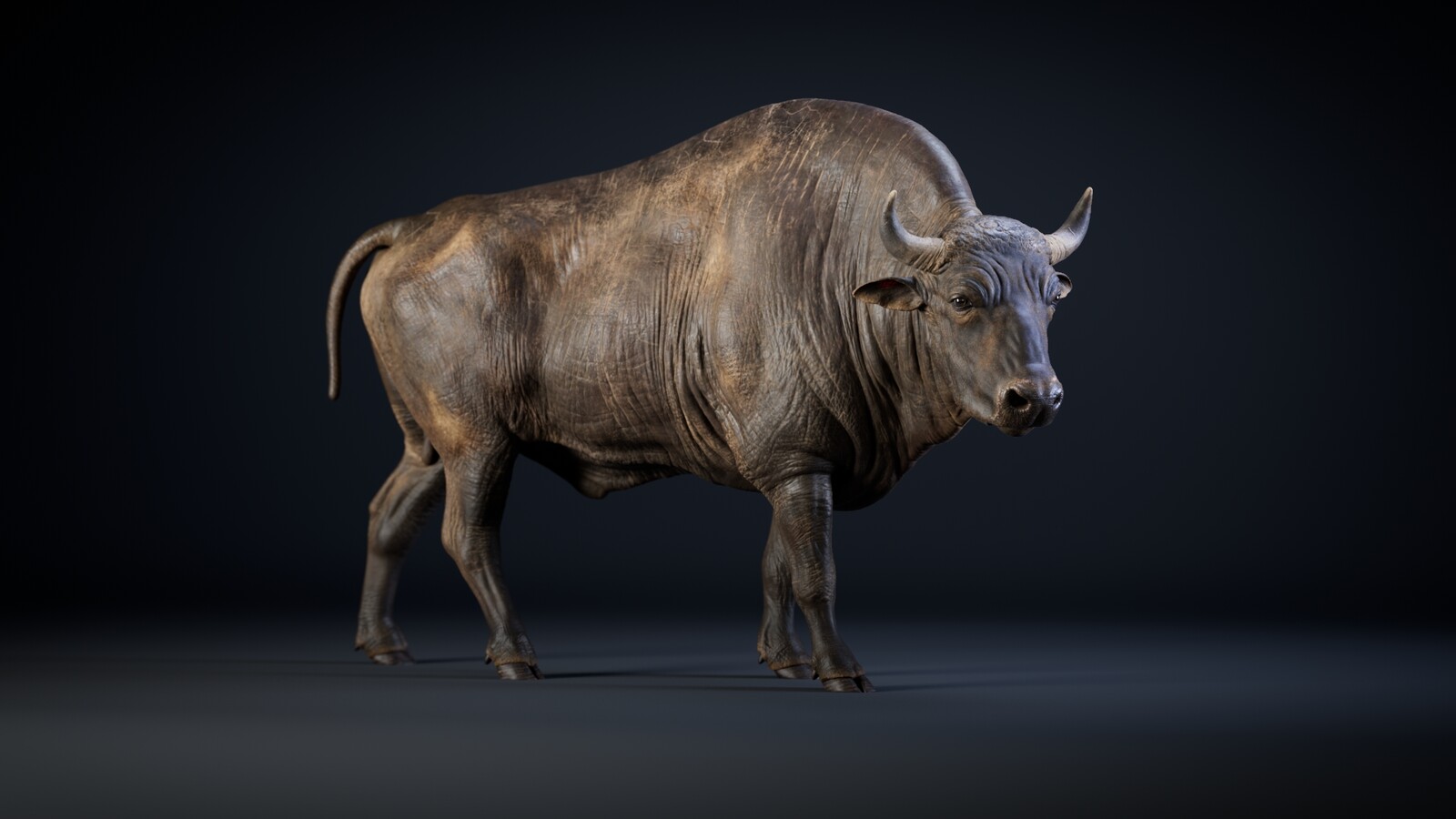 Nicolas MOREL - Bison - Groom & Render
