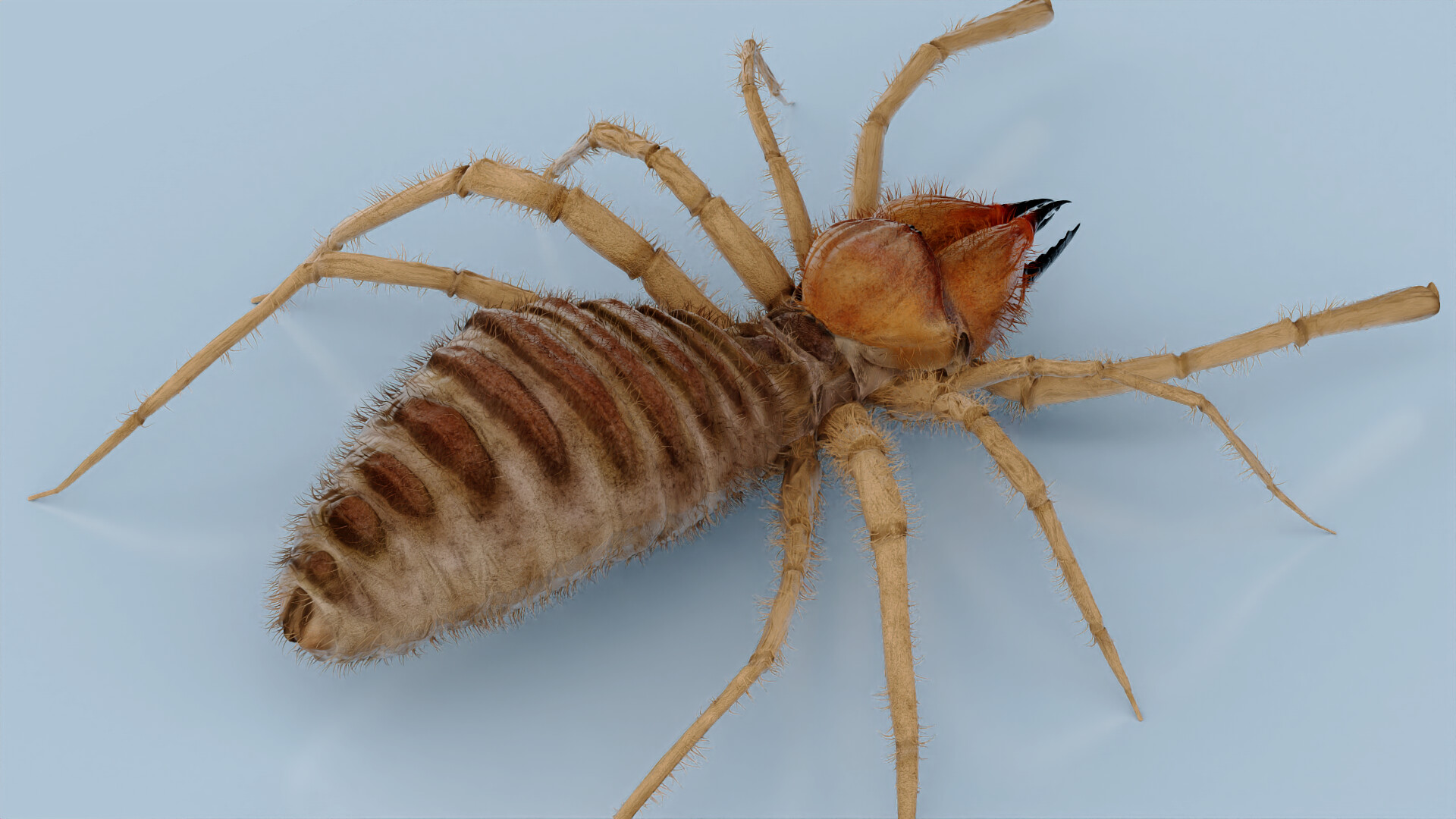 Aaron Sakhi - Monstrous Solifugae 3D model